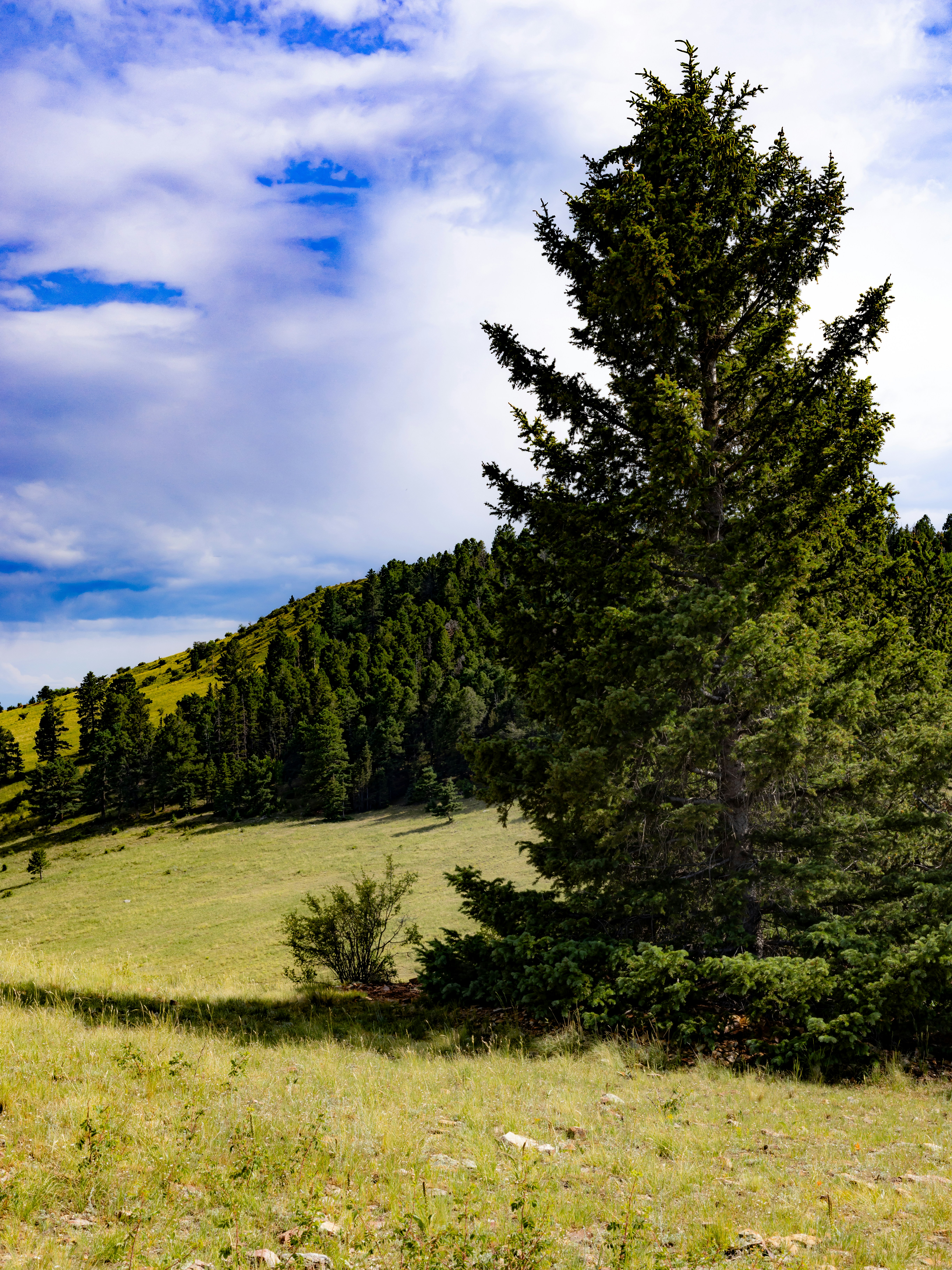 A grassy field with trees and a hill in the background