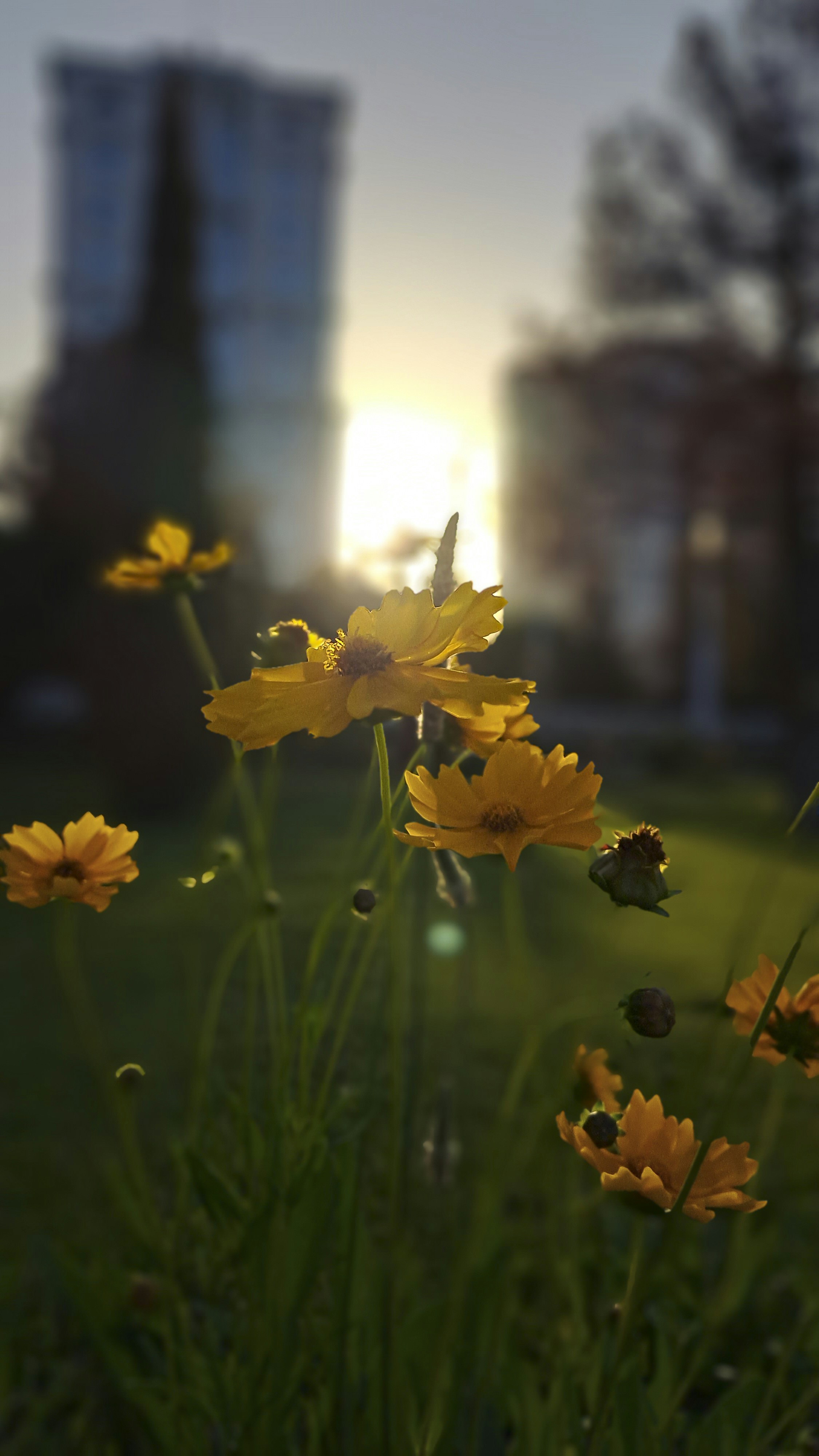 Close-up photograph of yellow flowers in the foreground with a softly blurred city skyline and setting sun behind.