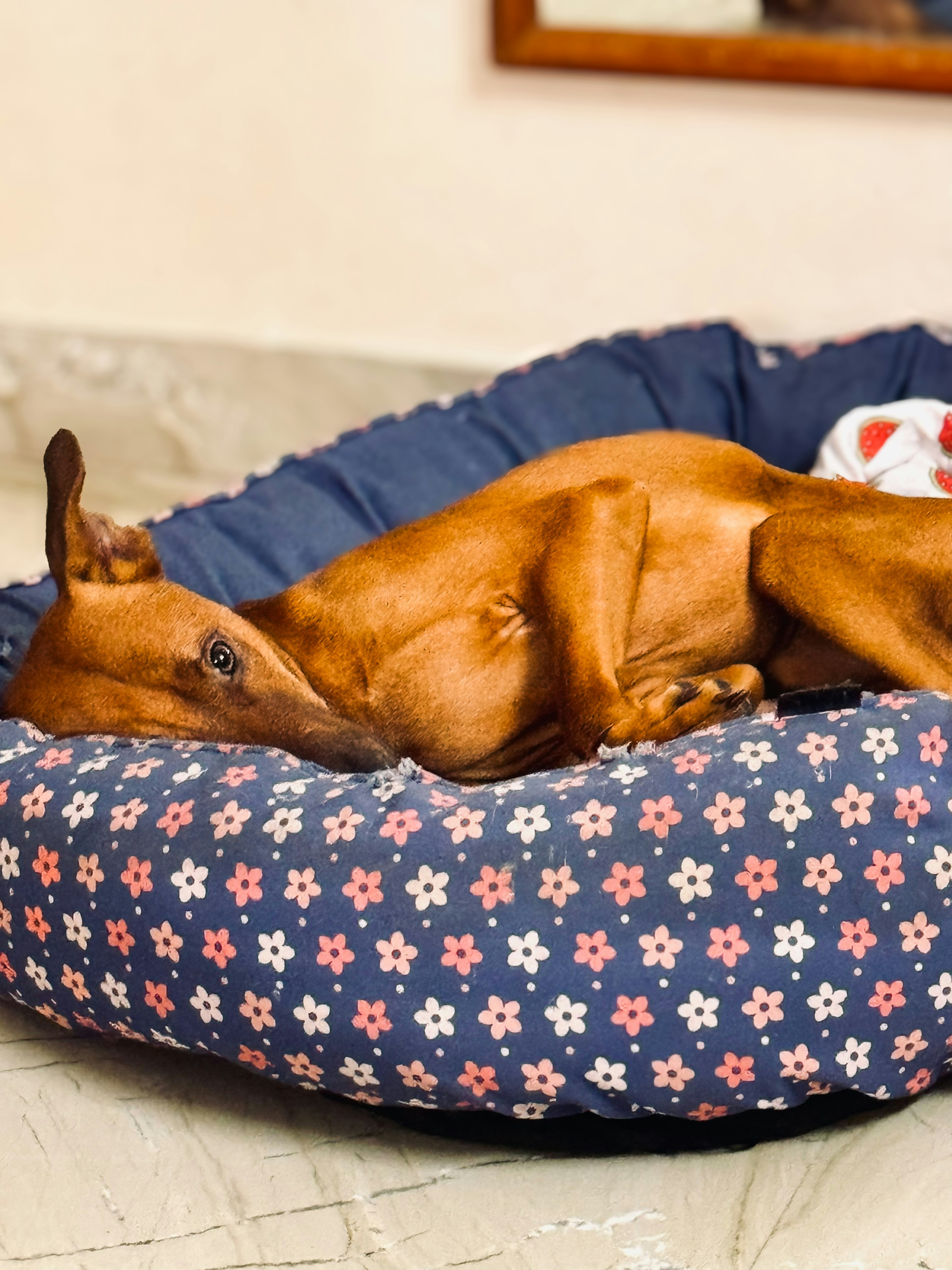Dachshund Doze: Quiet Comfort on a Flowered Bed