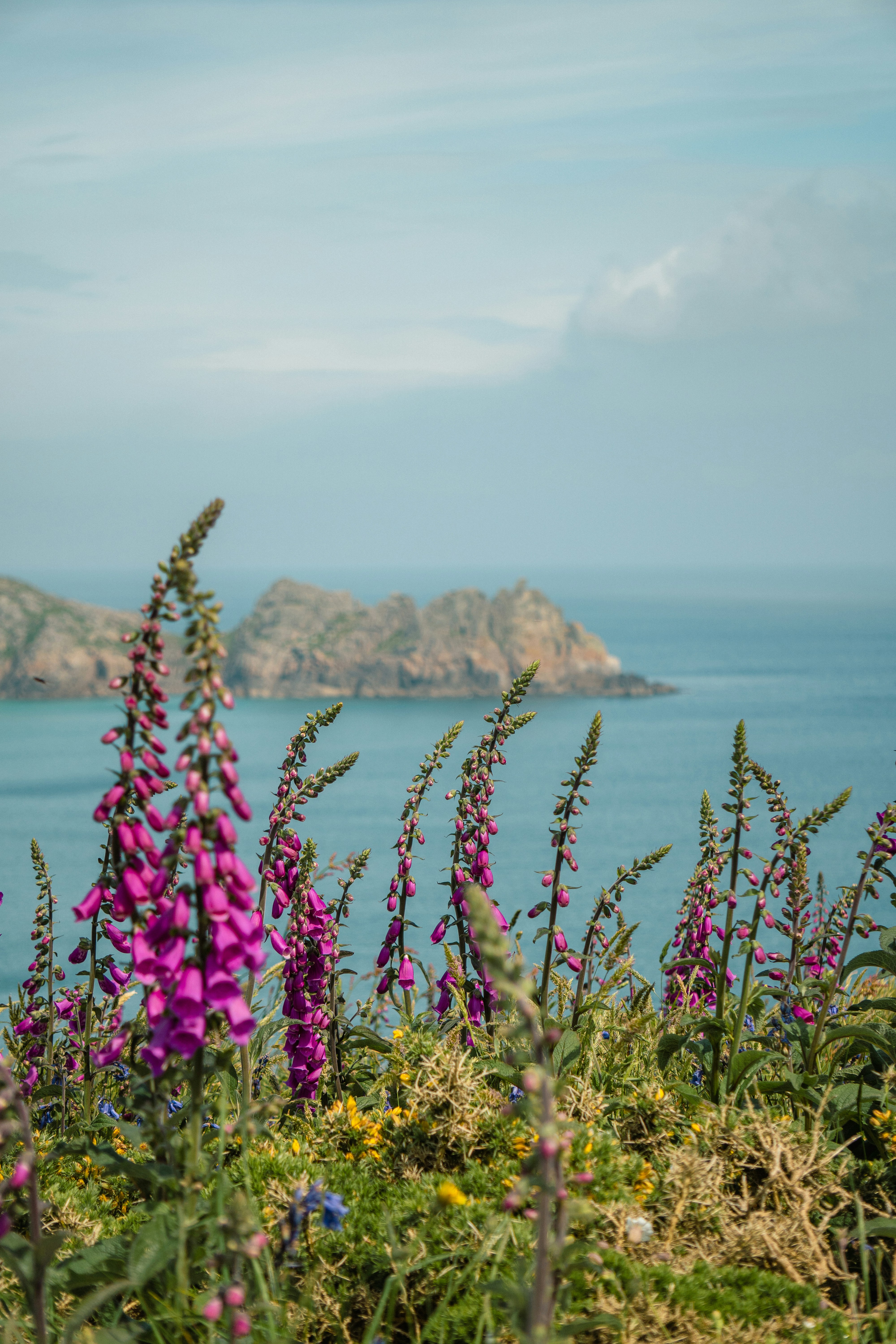 Sea-foam Blooms by the Cliffed Horizon