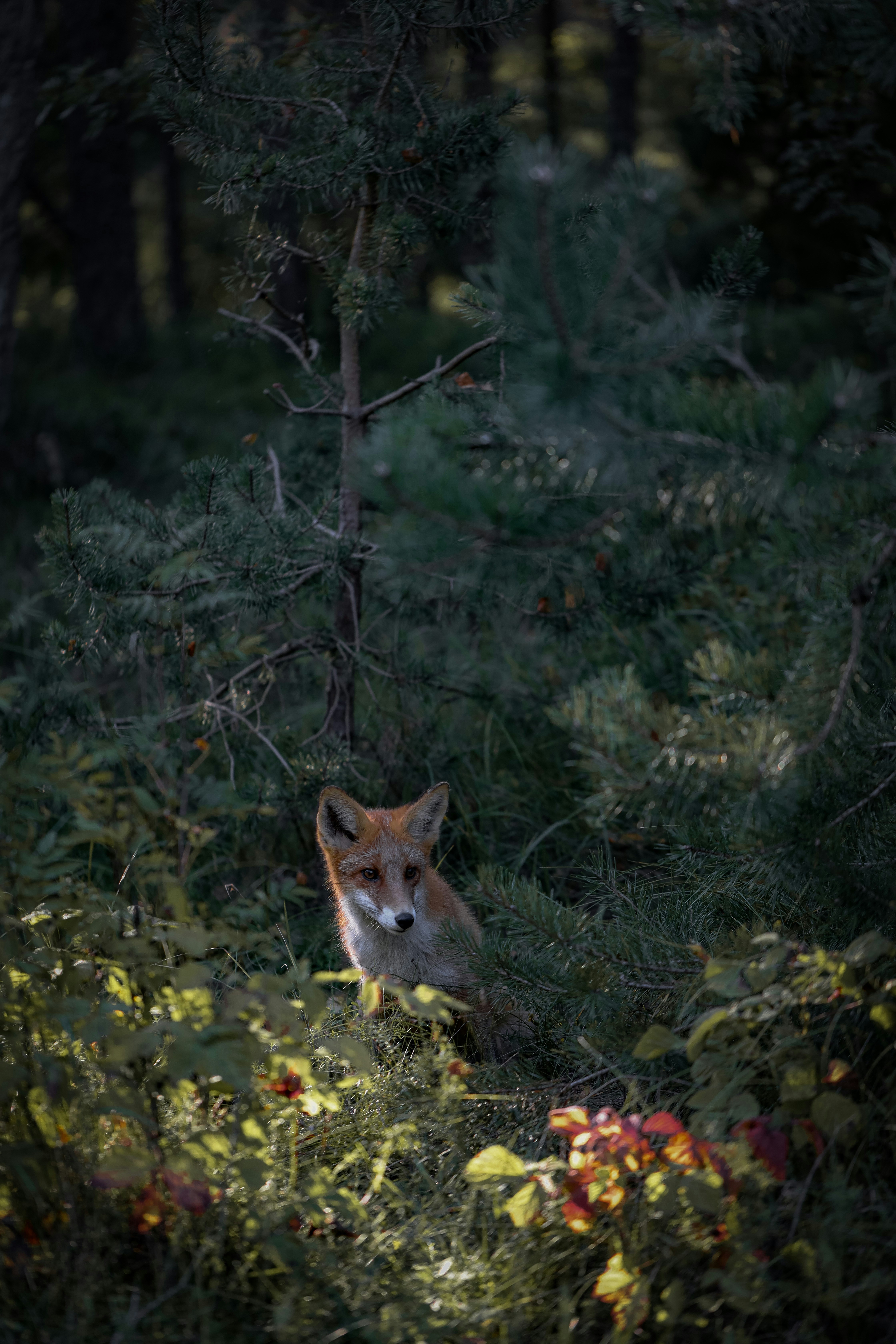 Fox in a Pocket of Dappled Forest Light