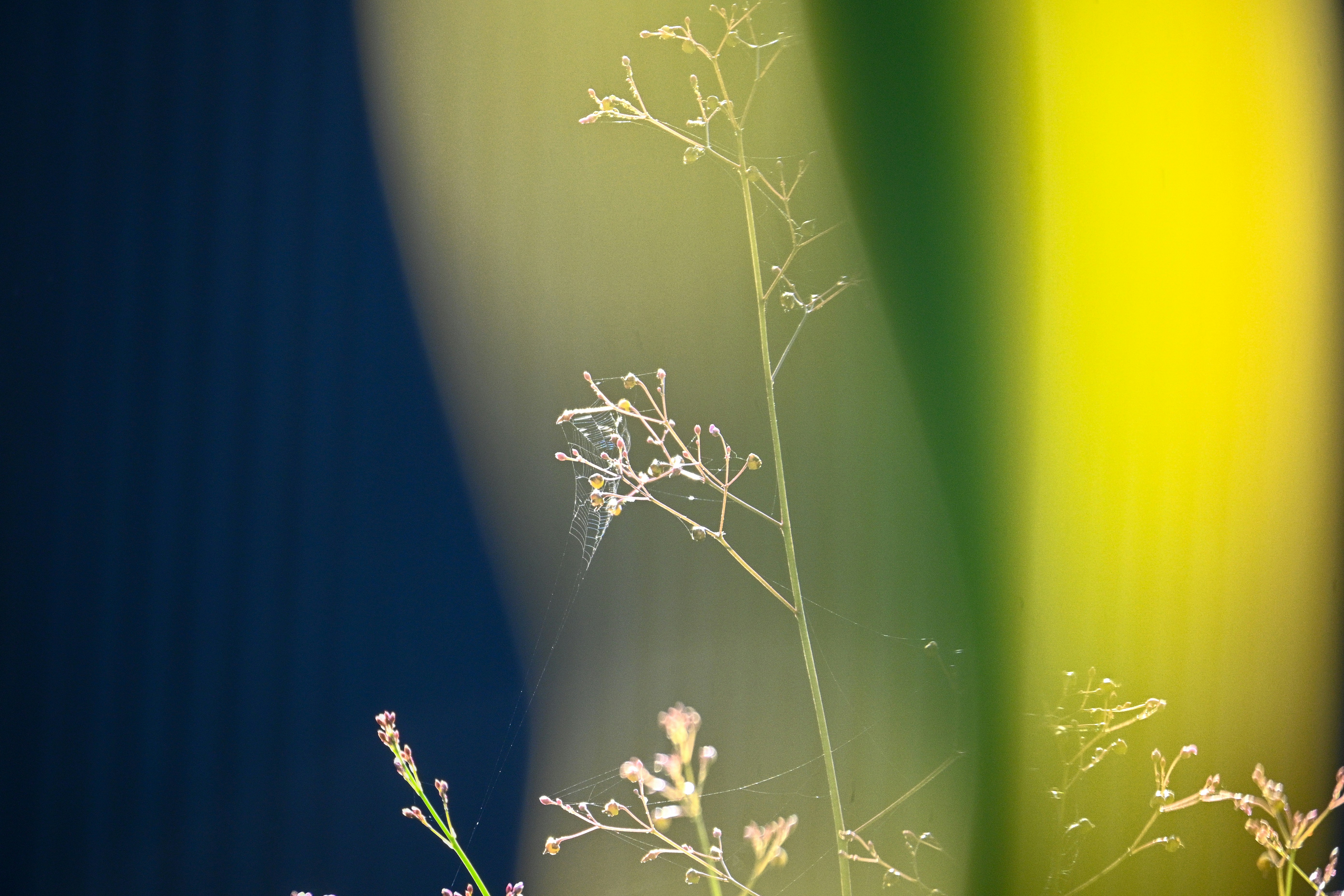Whispers of Nature's Web