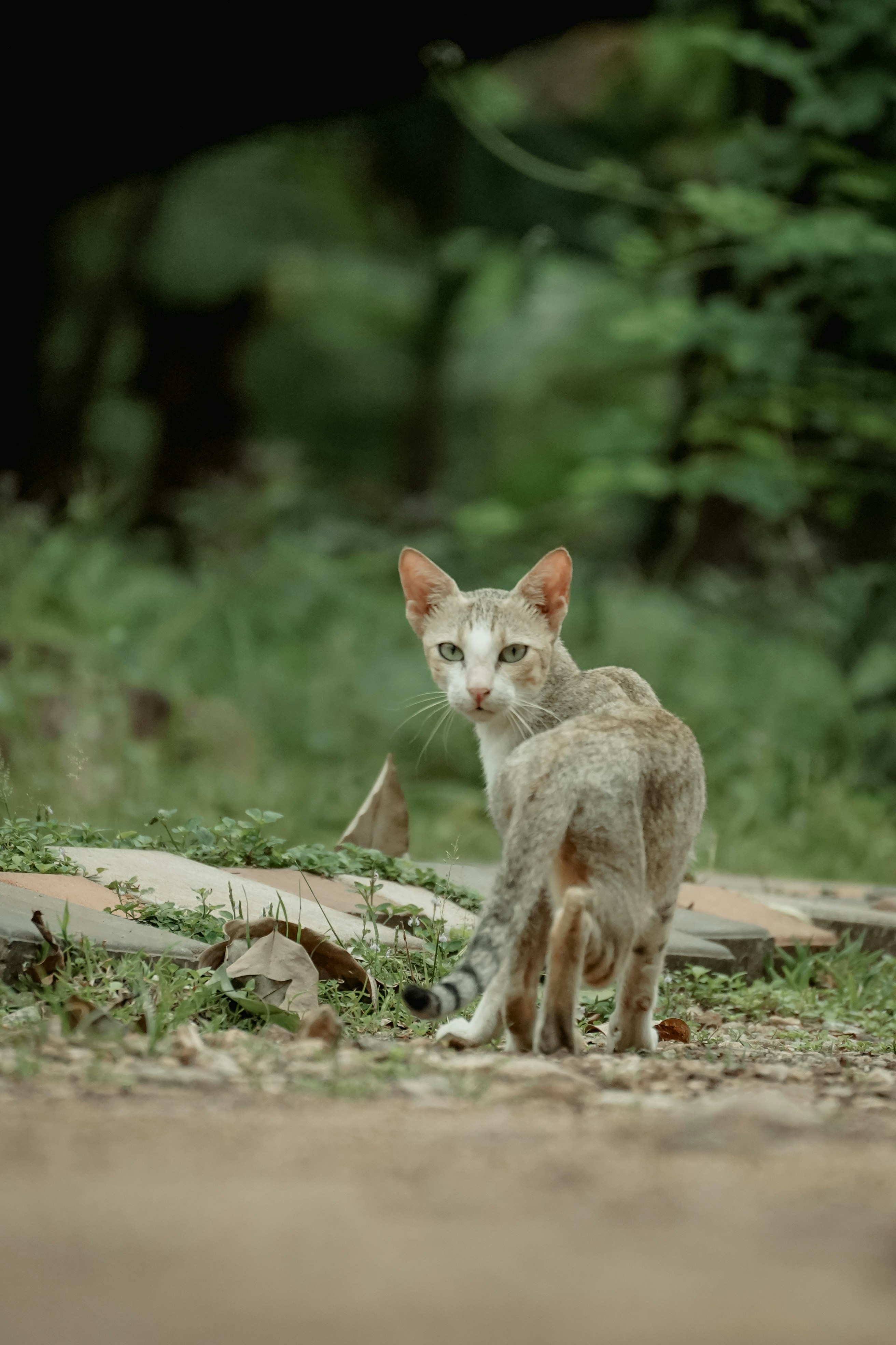 Whiskers on the Path: a cautious cat framed by a mossy backdrop