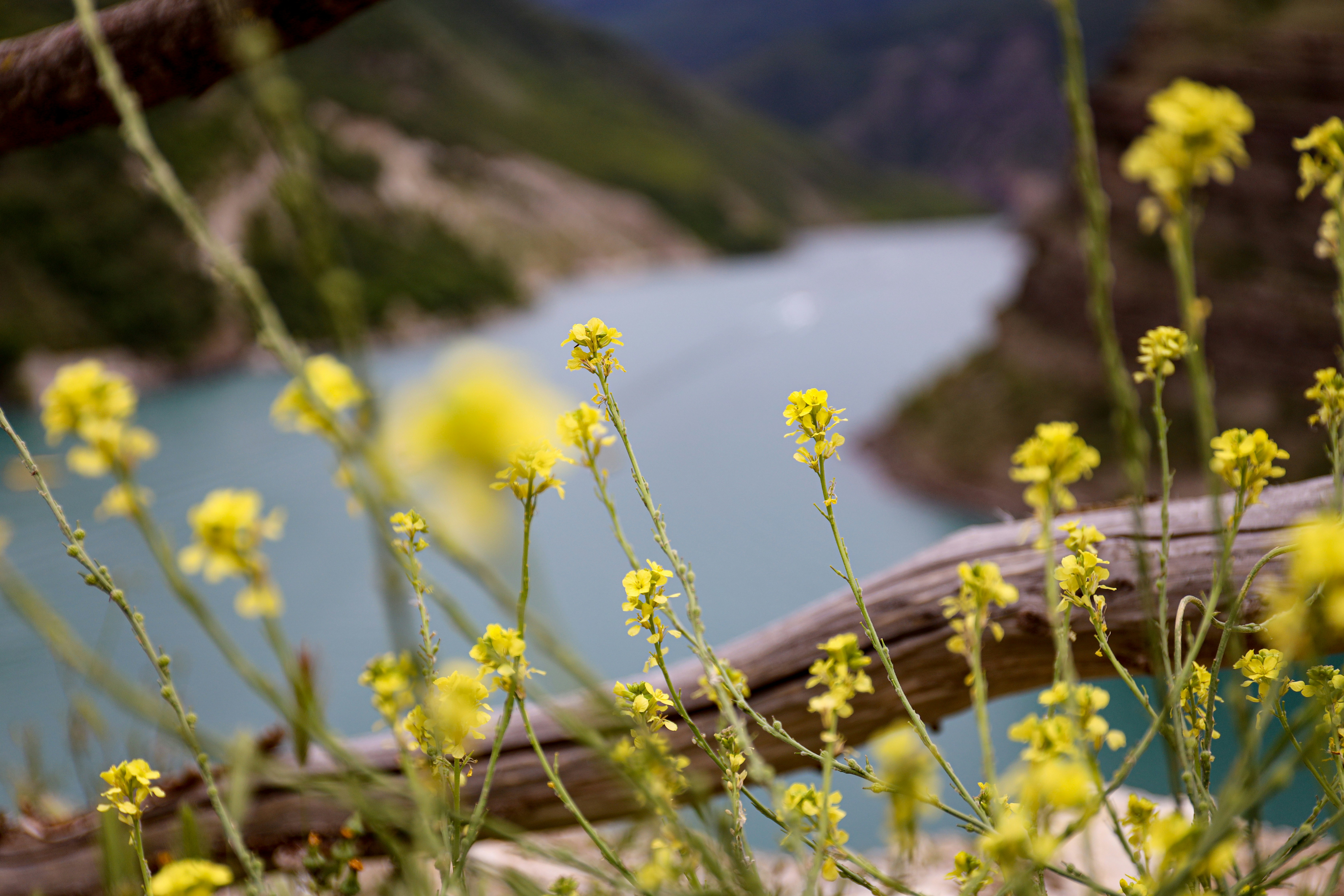 Golden Threads Framing a Distant River Canyon