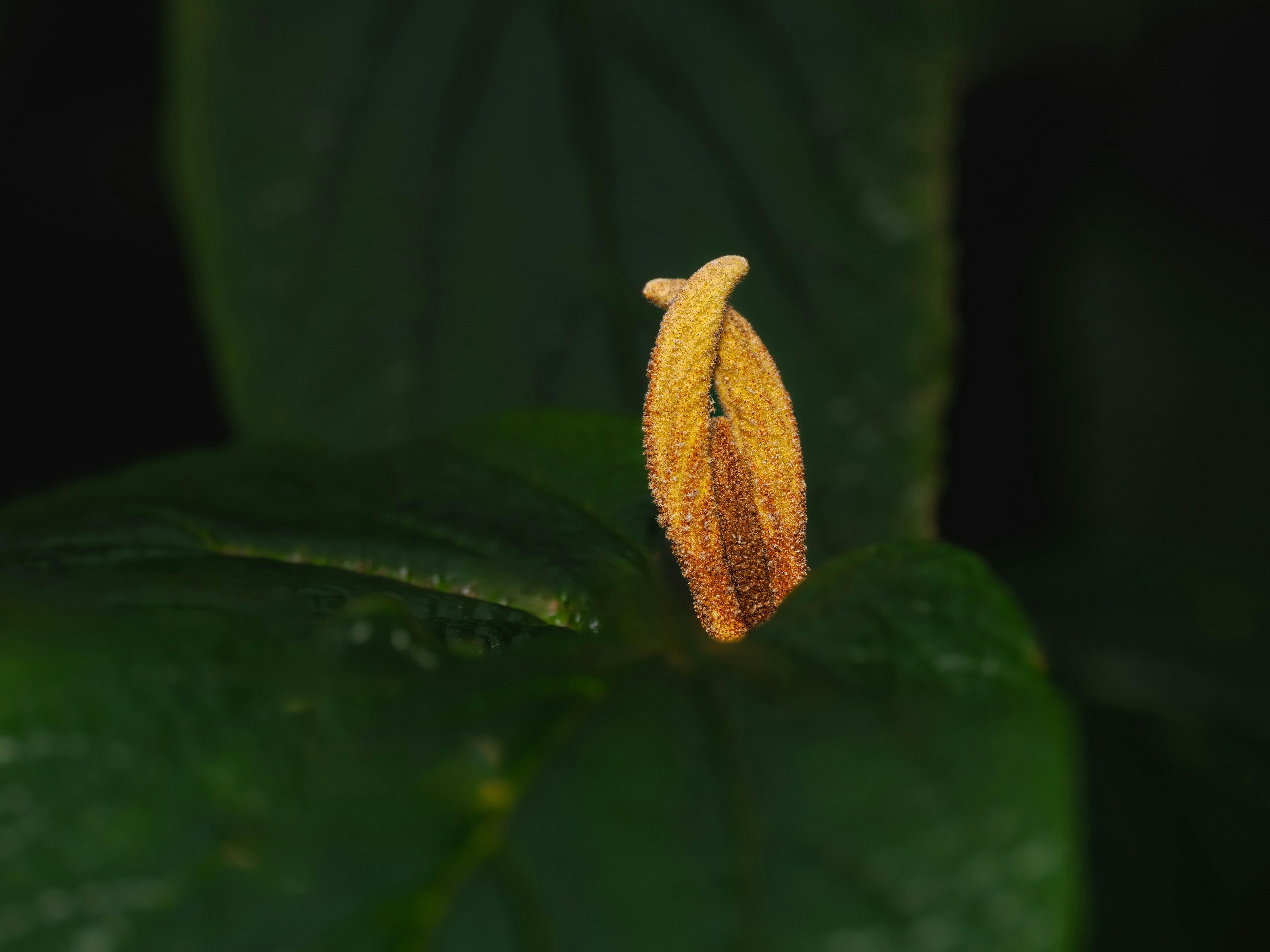 Solitary Gold Anther on Velvet Green