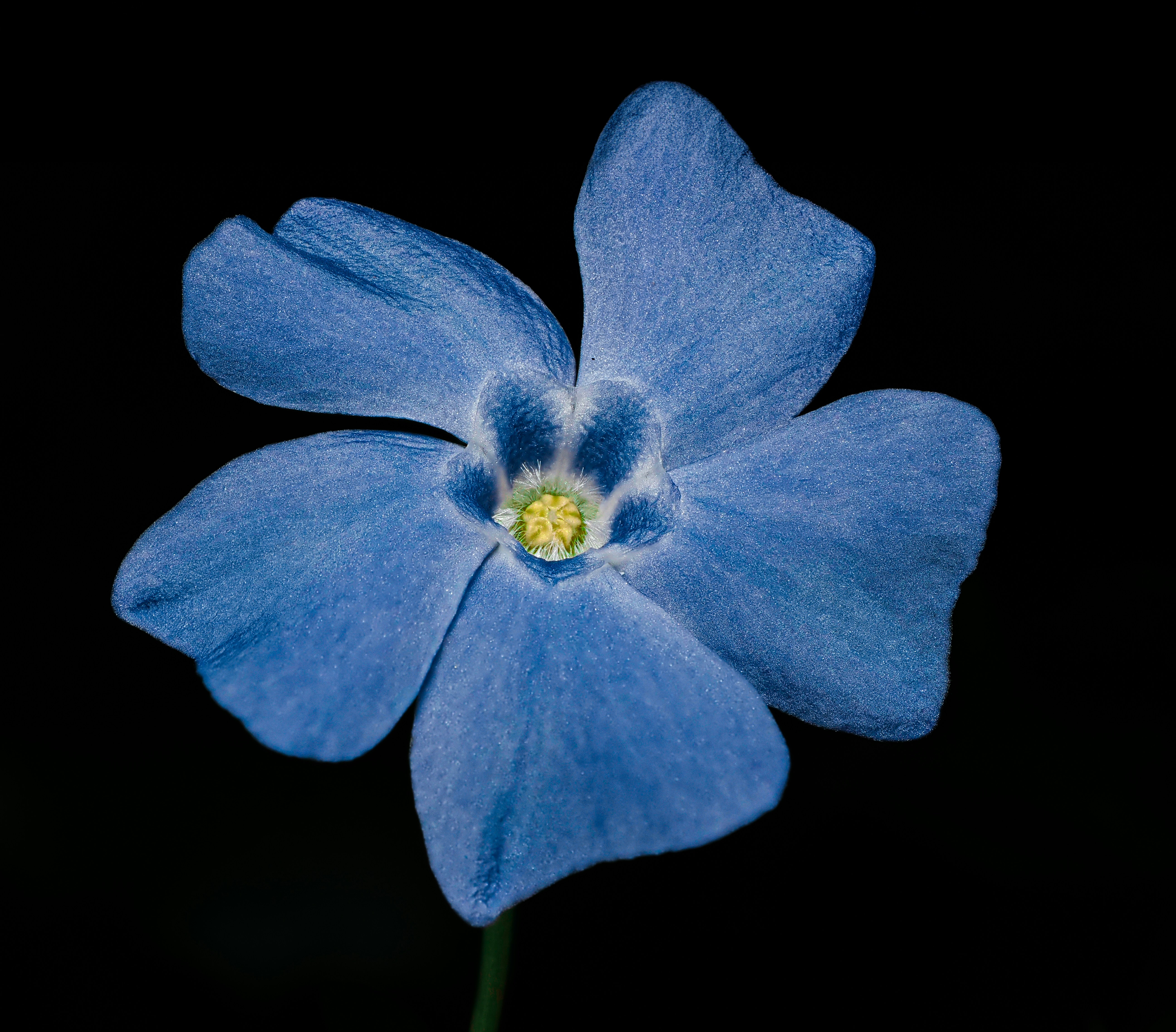 A single blue flower with a black background photo – Free Blossom Image ...