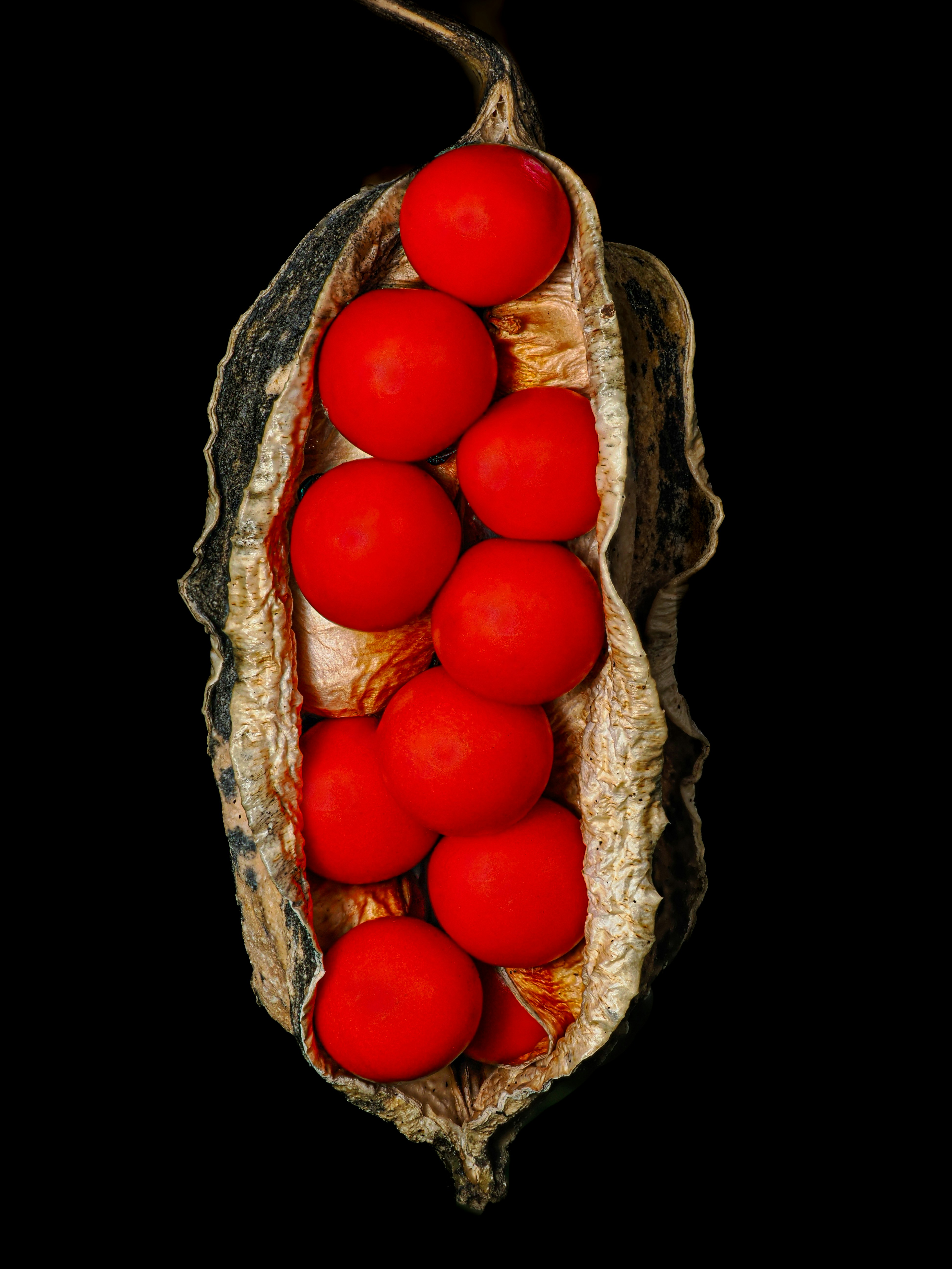 Close-up of a red seeds