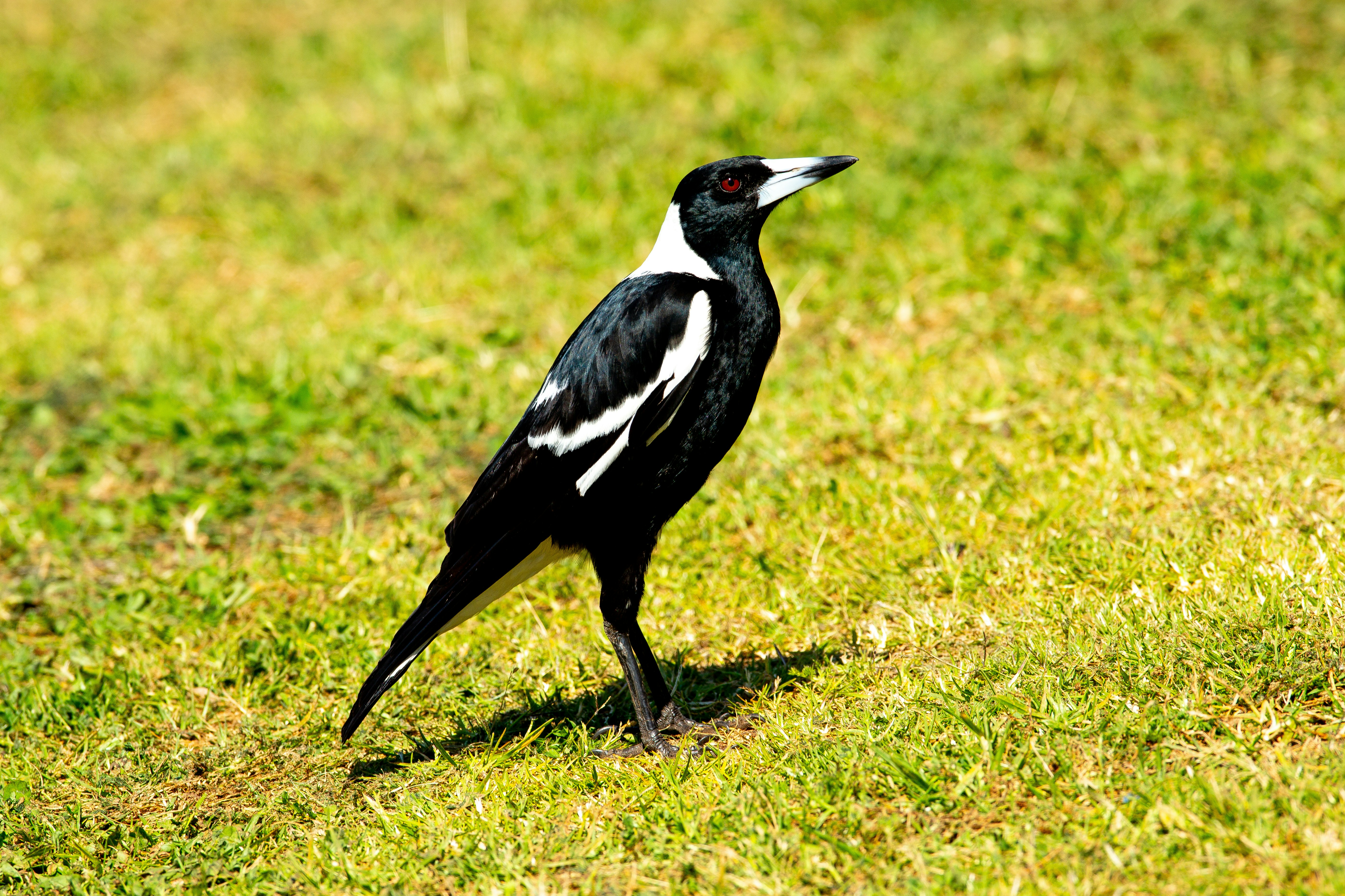 A black and white bird standing on top of a lush green field photo ...