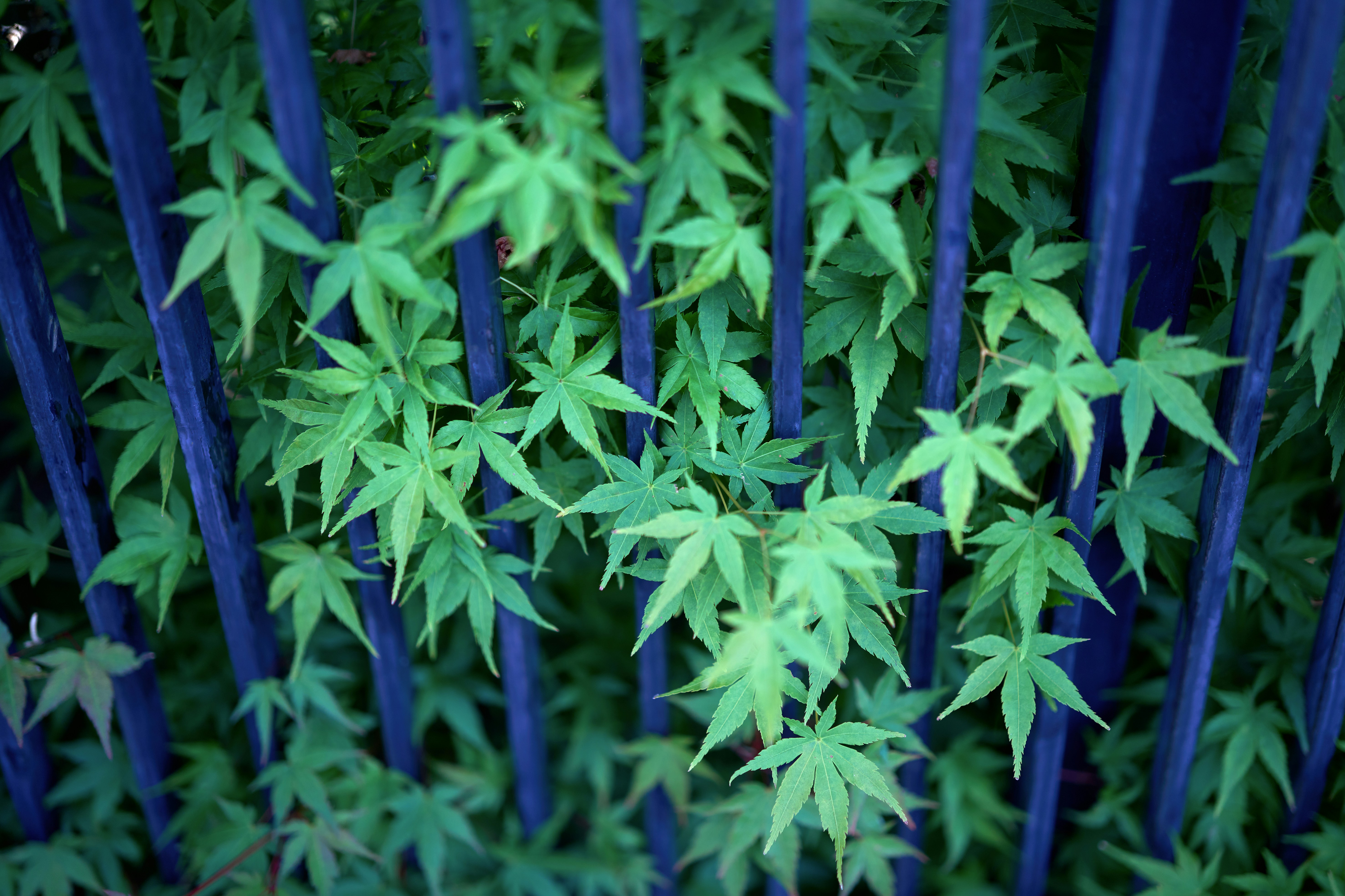 Verdant vines reach through iron bars in a quiet enclosure