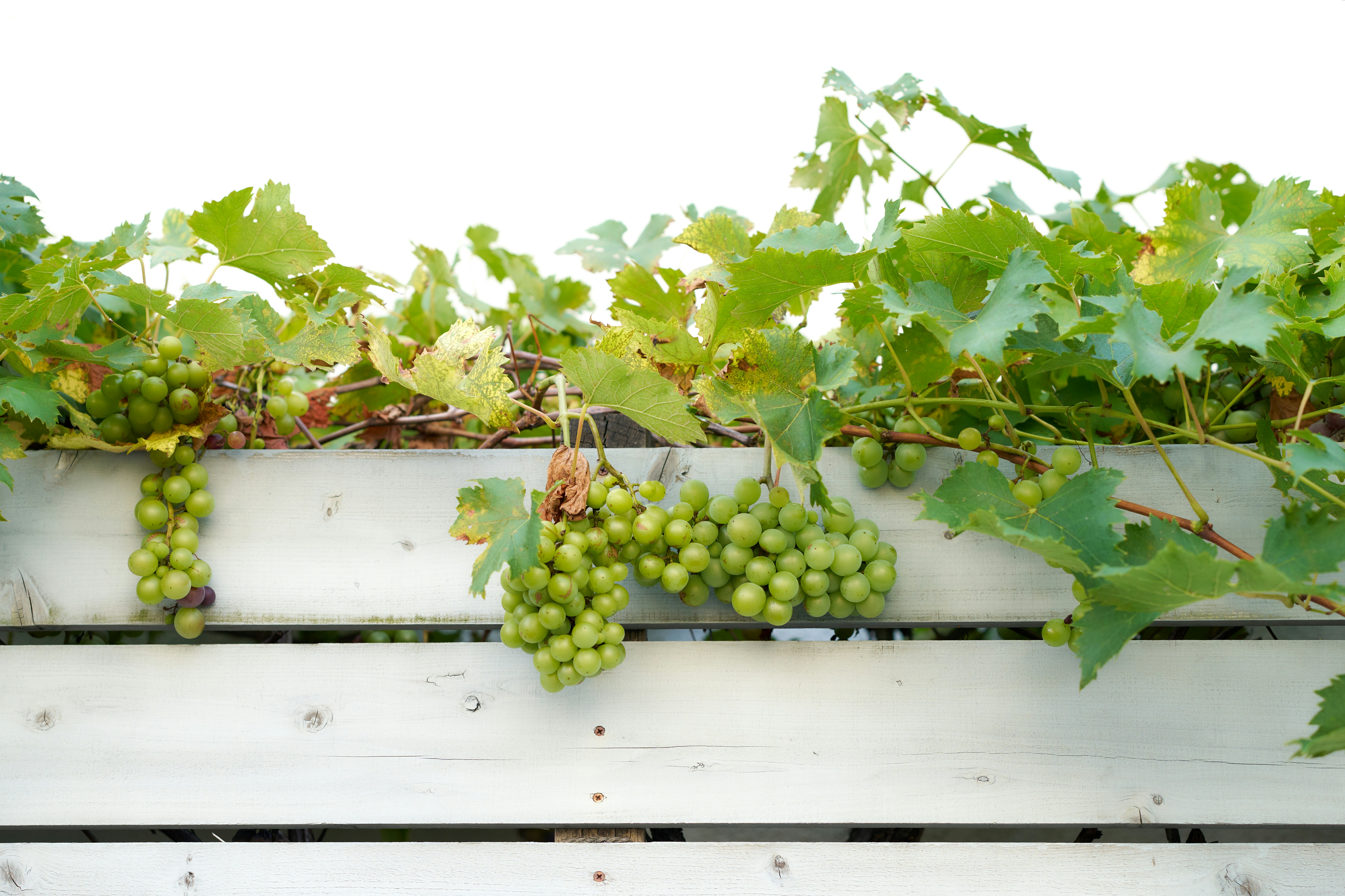 Emerald Bunches Cling to a Sunlit White Plank Fence