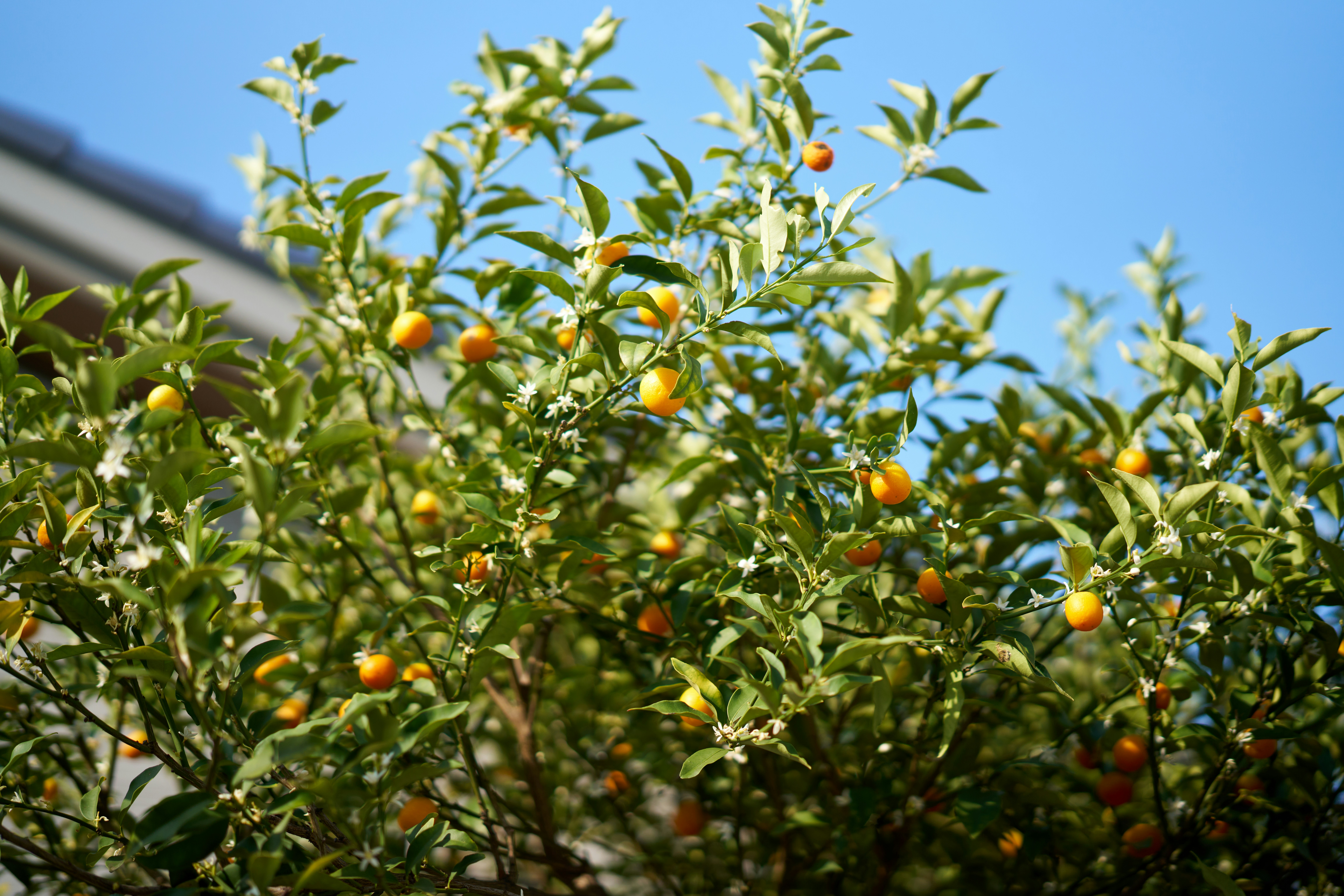 Un oranger sur lequel poussent beaucoup d’oranges photo – Image ...