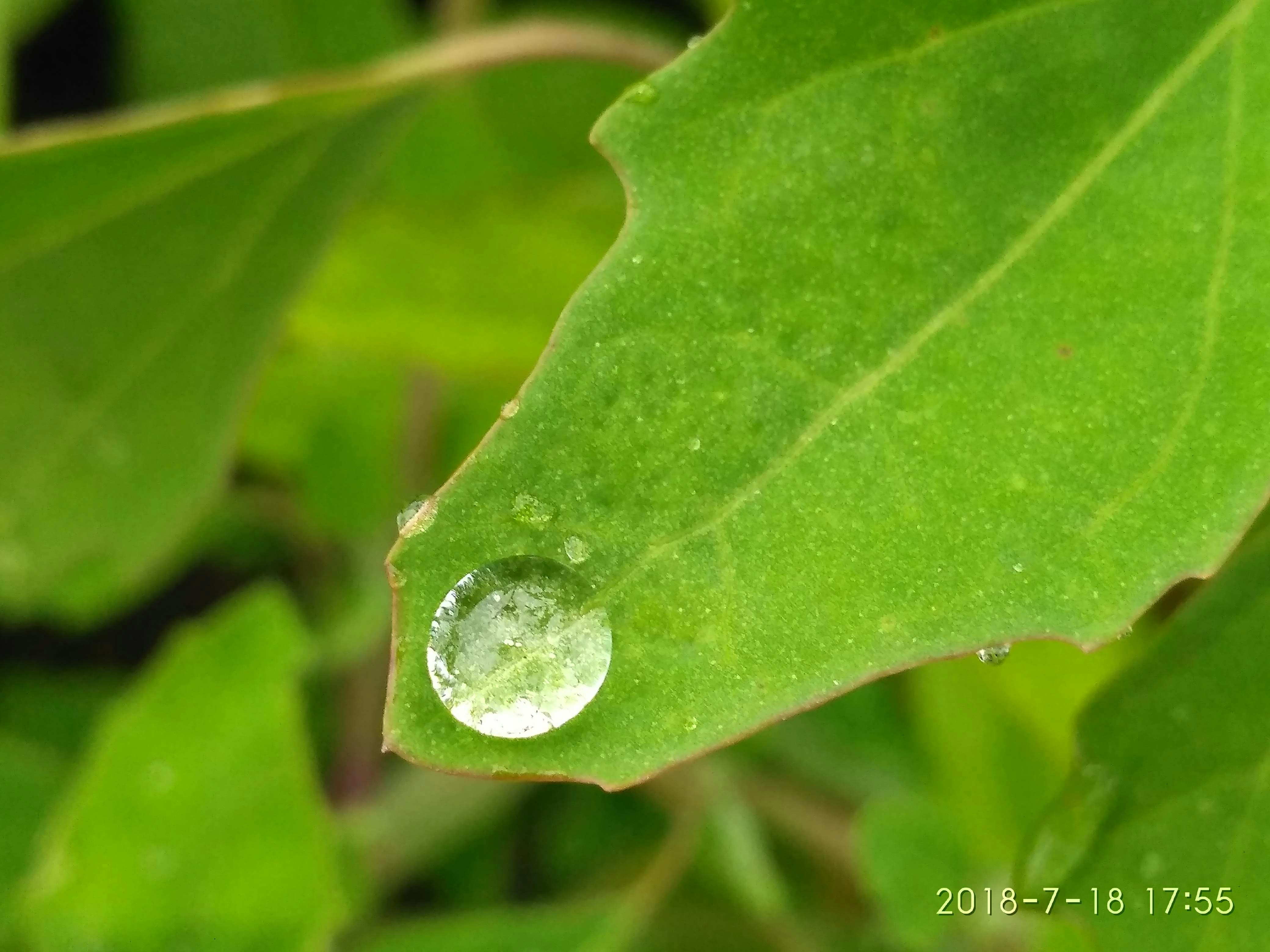Liquid Pearl at the Leaf Edge: A Macro Portrait of Texture and Light