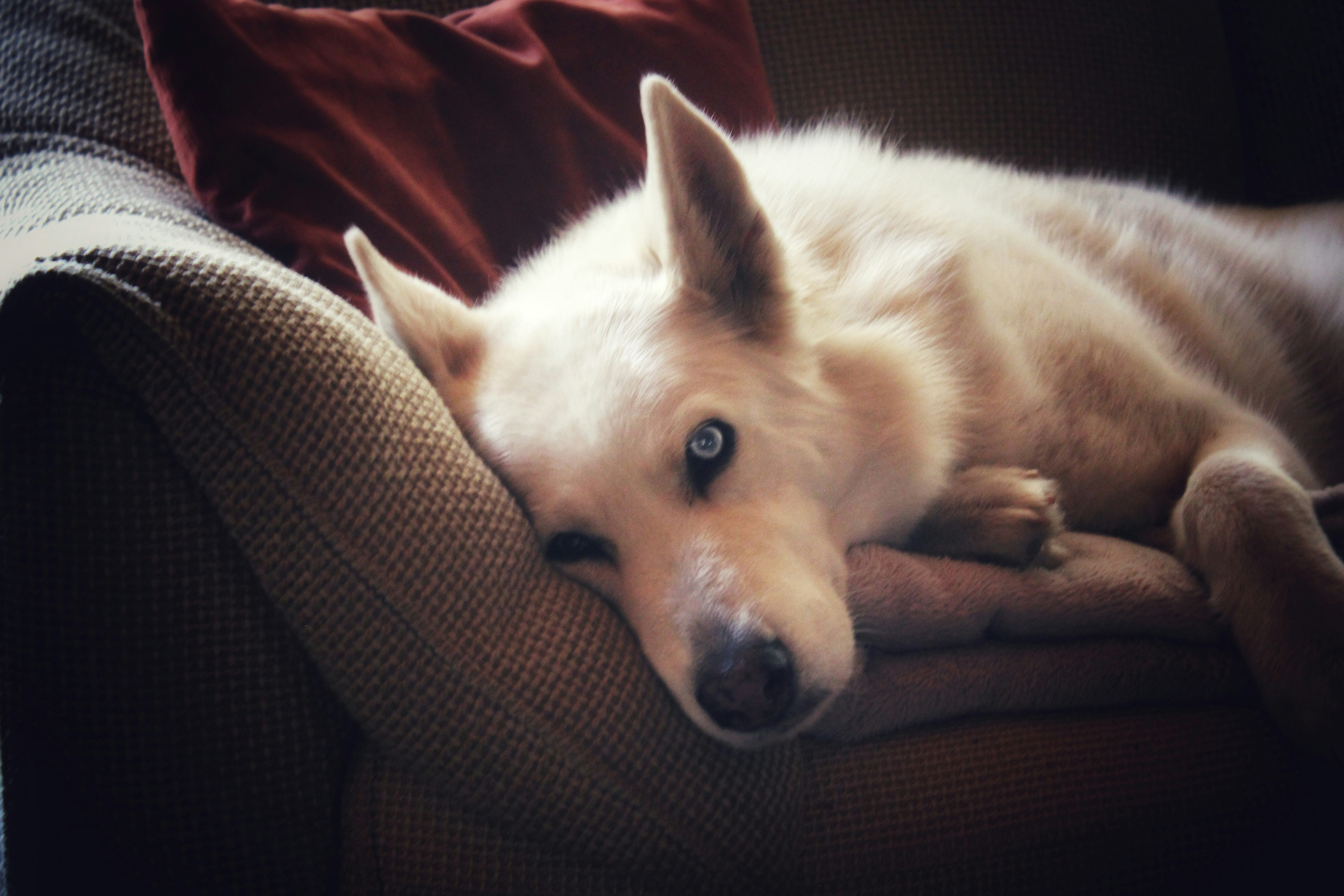 Blue-Eyed Pause: Quiet Rest on a Textured Couch