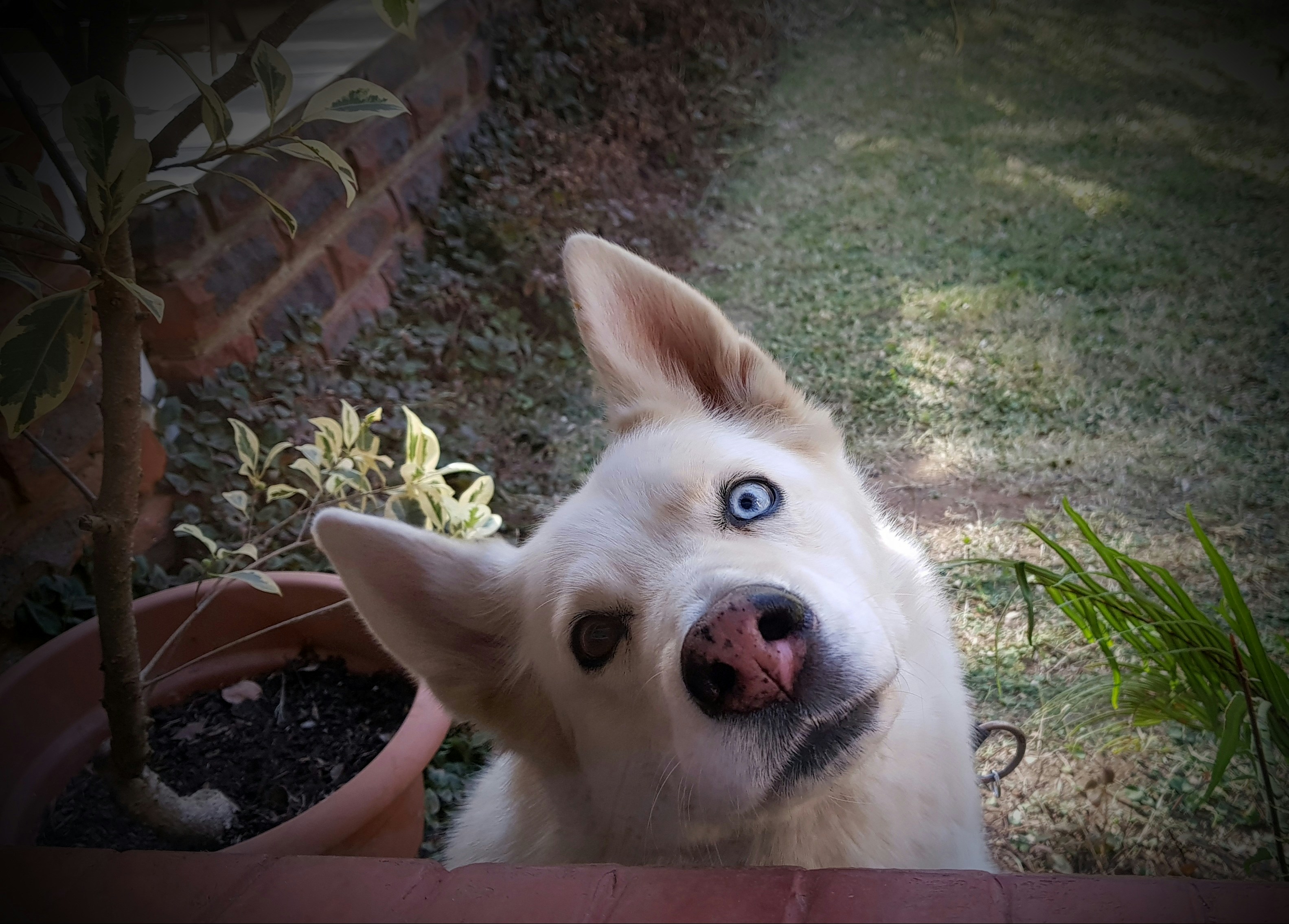 A photograph of a white dog with a blue eye gazing upward in a sunlit garden, framed by potted plants.