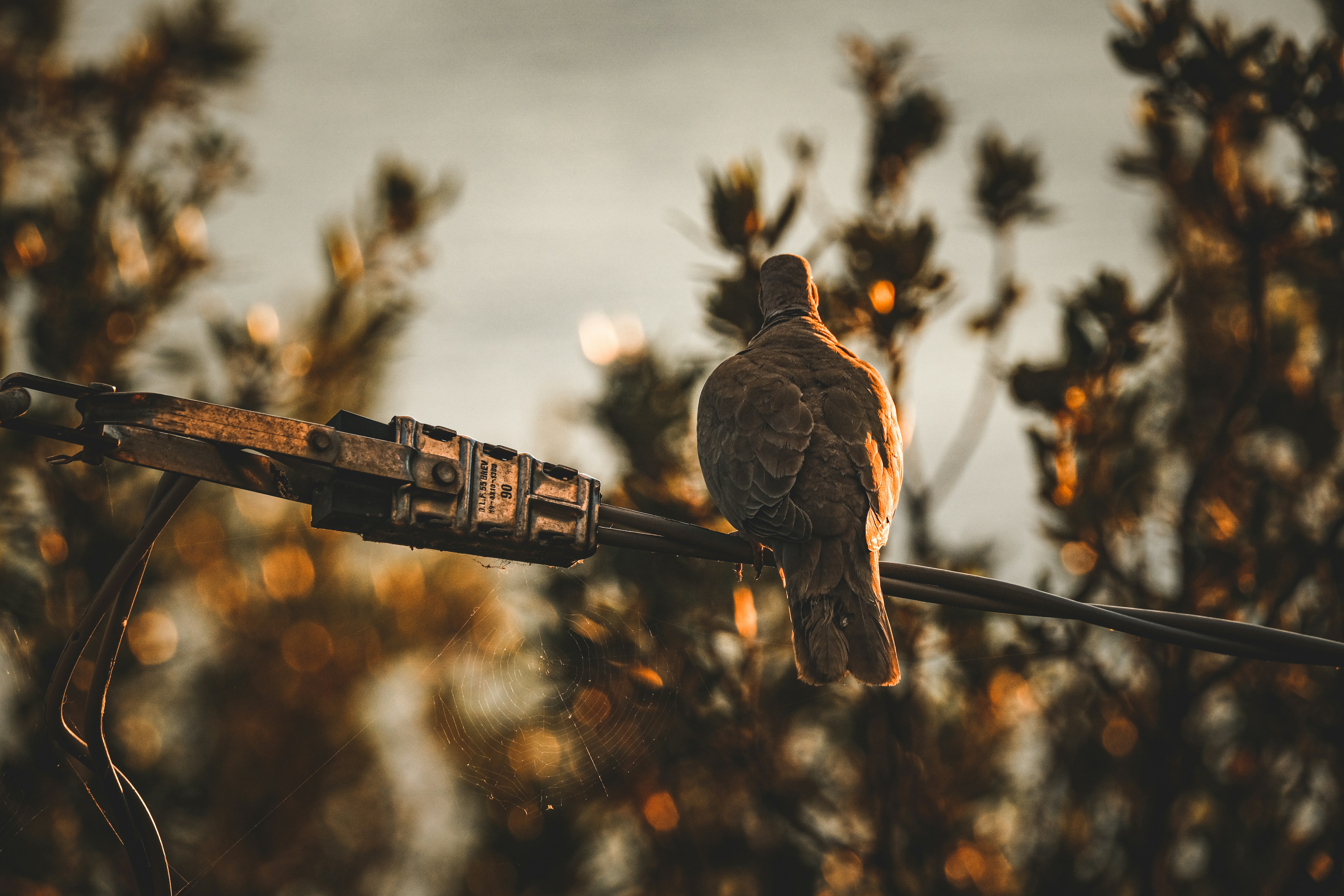 Amber Perch: A Bird on a Weathered Wire