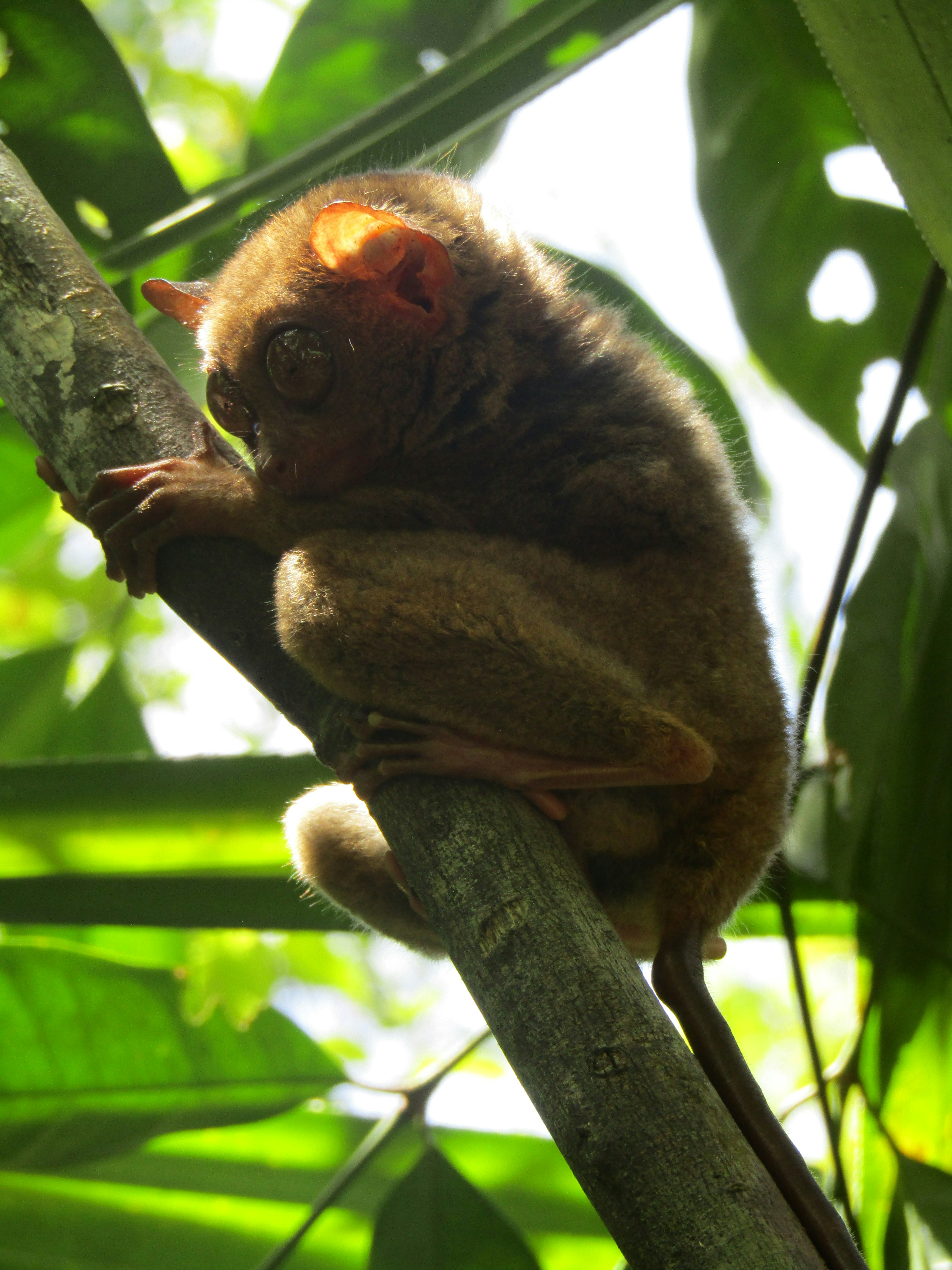 A small brown animal sitting on a tree branch photo – Free Animal Image ...