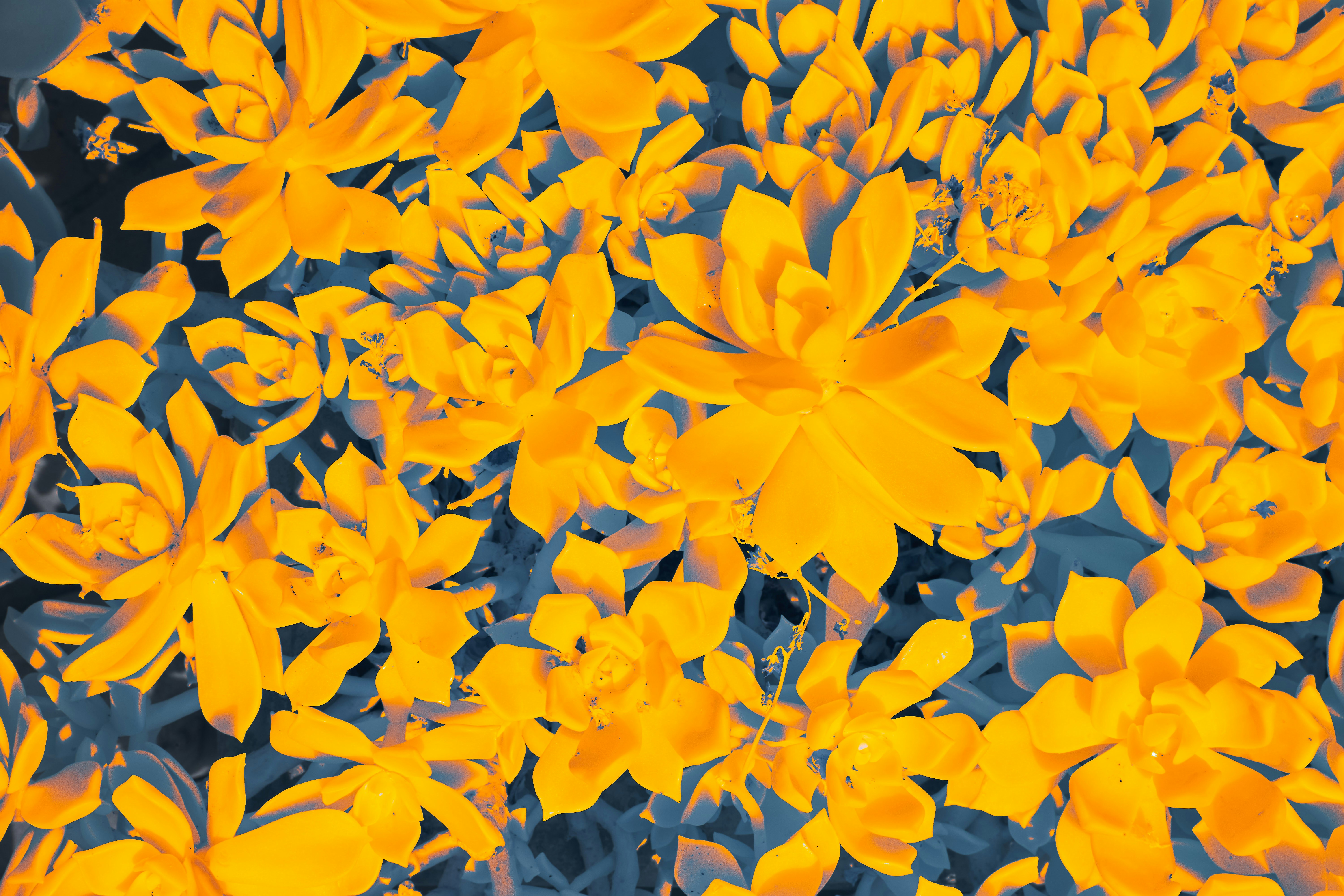 Sunlit Orange Blooms: A Burst of Warmth
