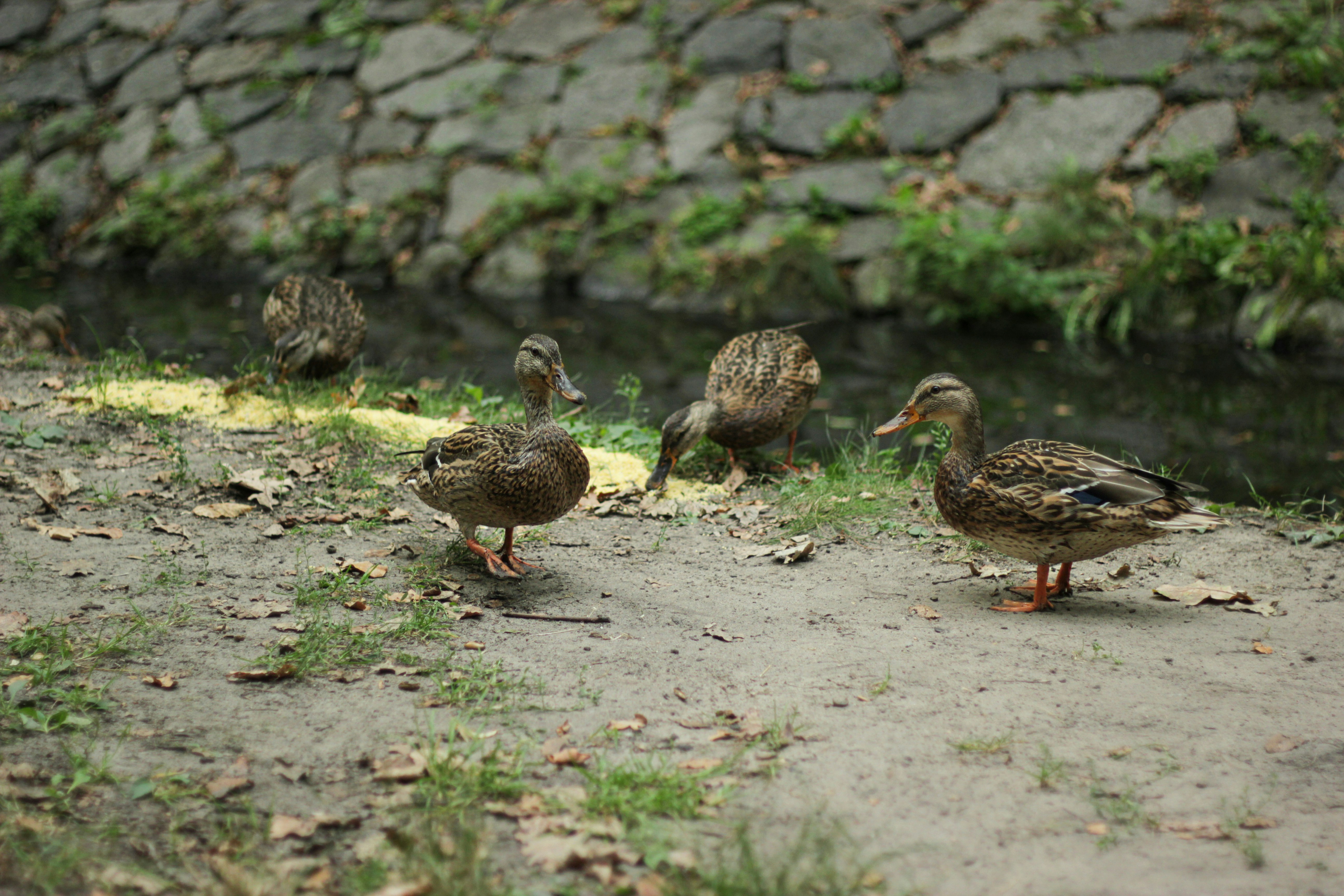 Riverside Quackers: a quiet flock along the mossy embankment