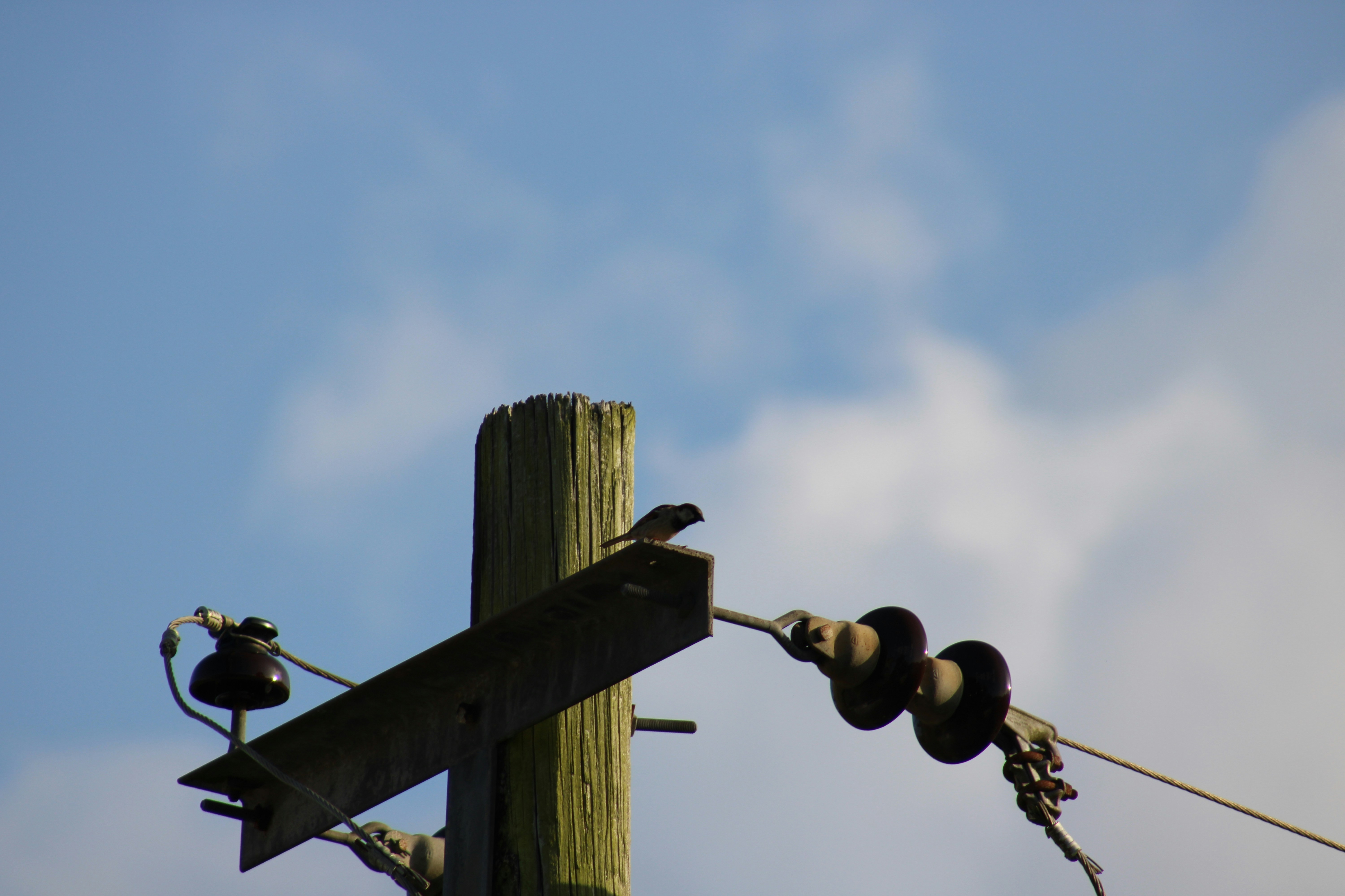 Pole-top Sentinel: Sparrow on a Weathered Powerline