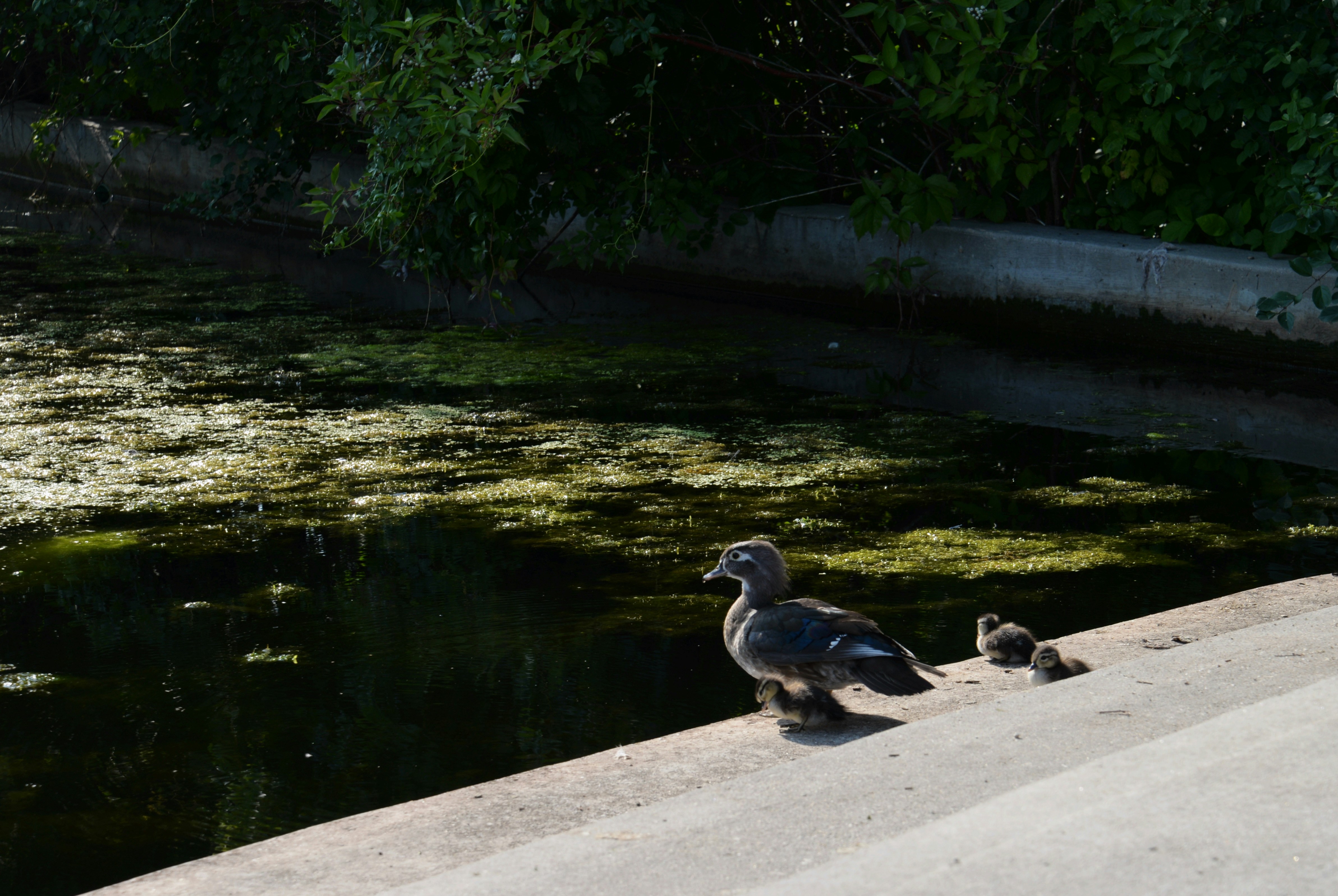 Sunlit Canal Edge: A Mother Duck and Her Duckling