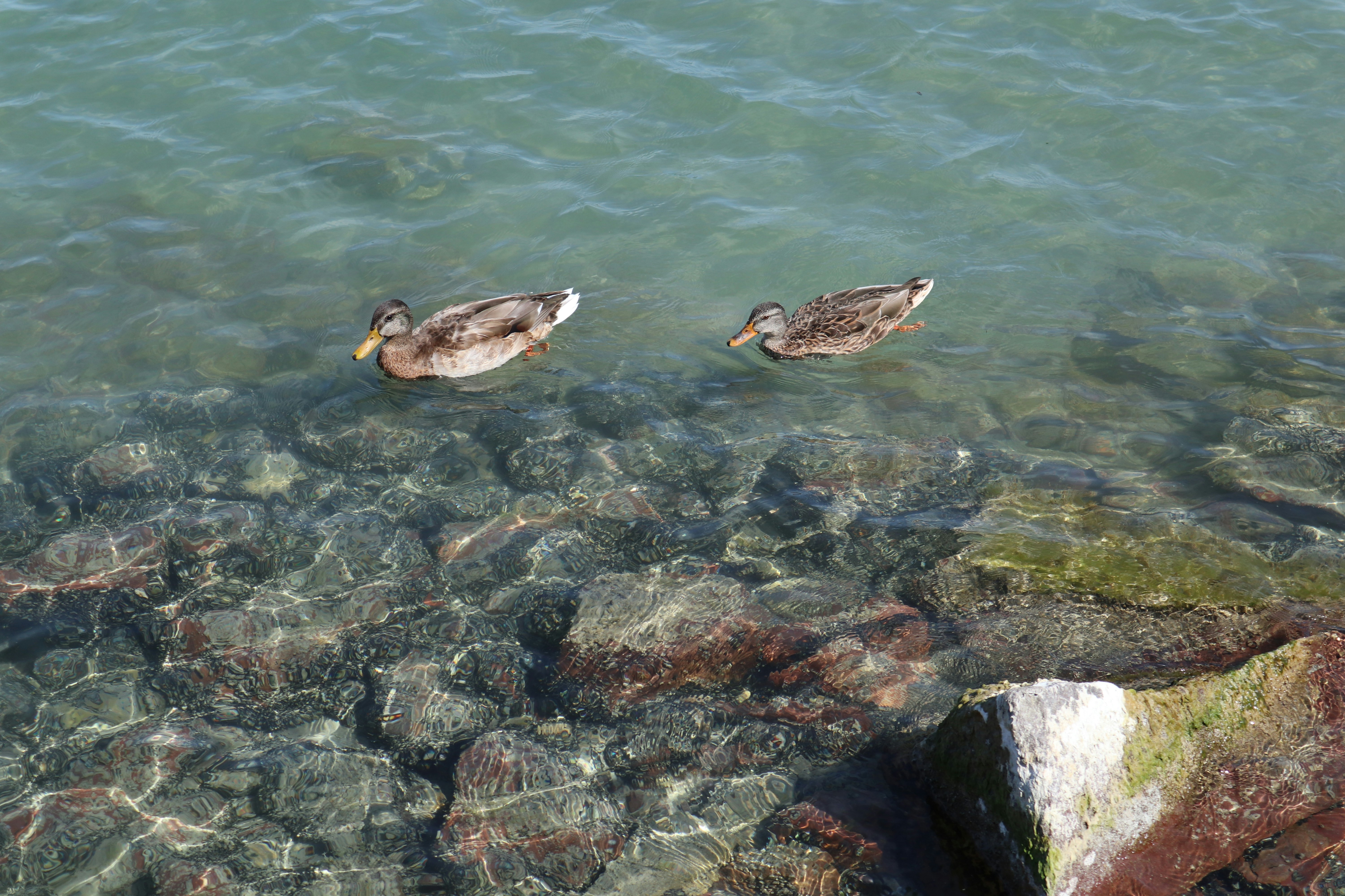 A couple of ducks floating on top of a body of water photo – Free ...