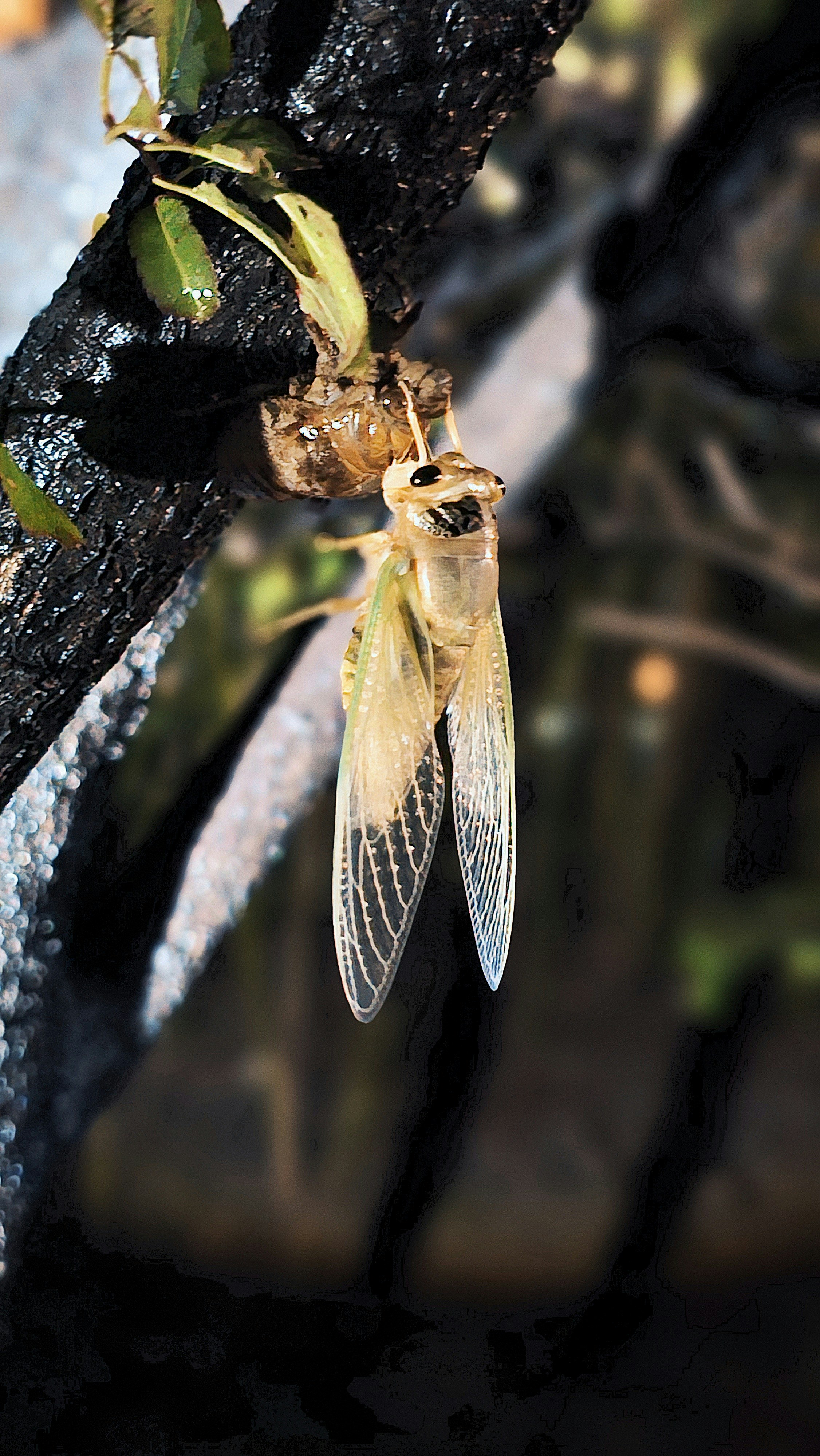 Emerald Glow: A Cicada's Gossamer Portrait on Charred Bark