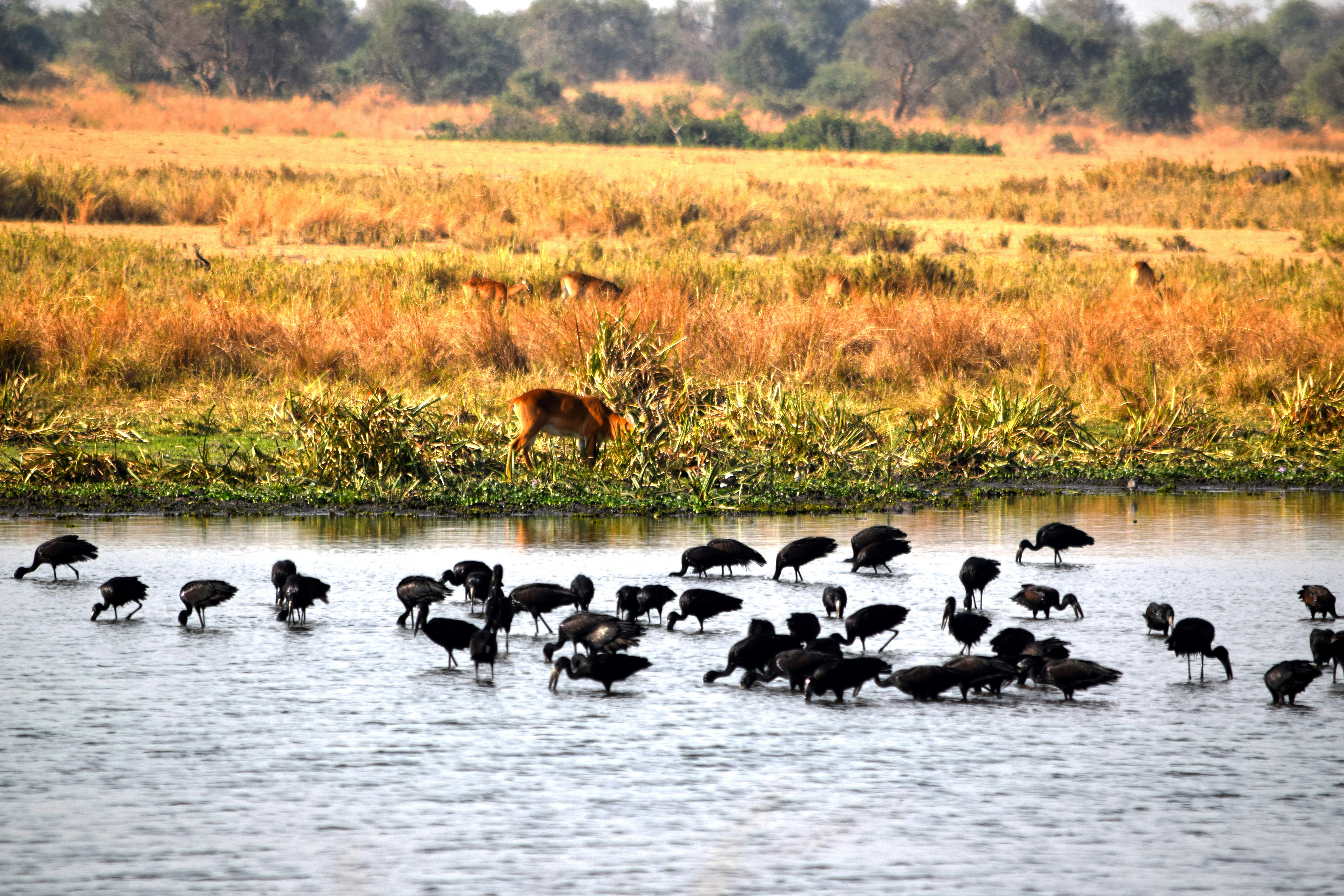 Shoreline Chorus: Flock at the River's Edge