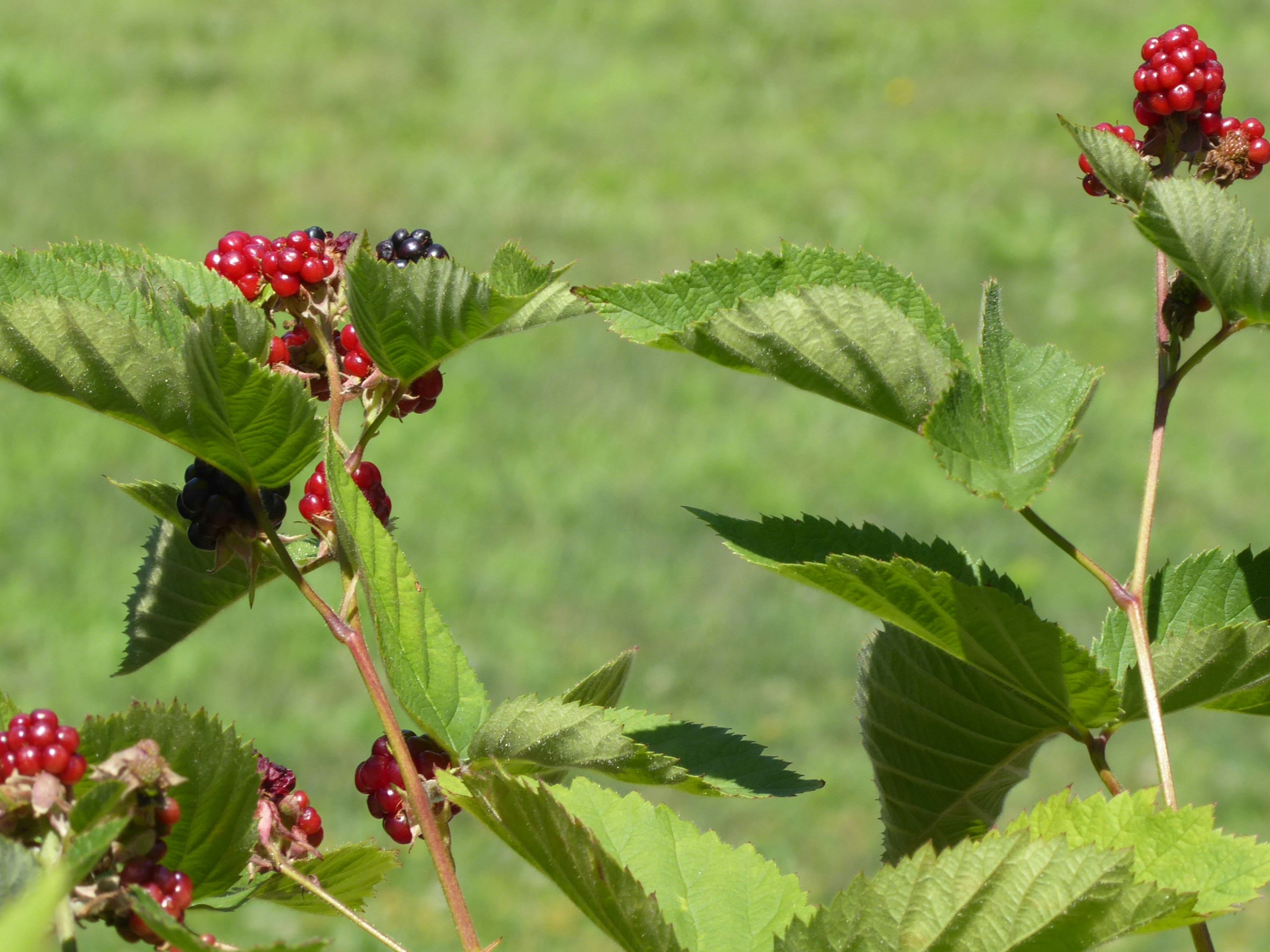 Crimson Berries on Serrated Canes in a Sunlit Meadow