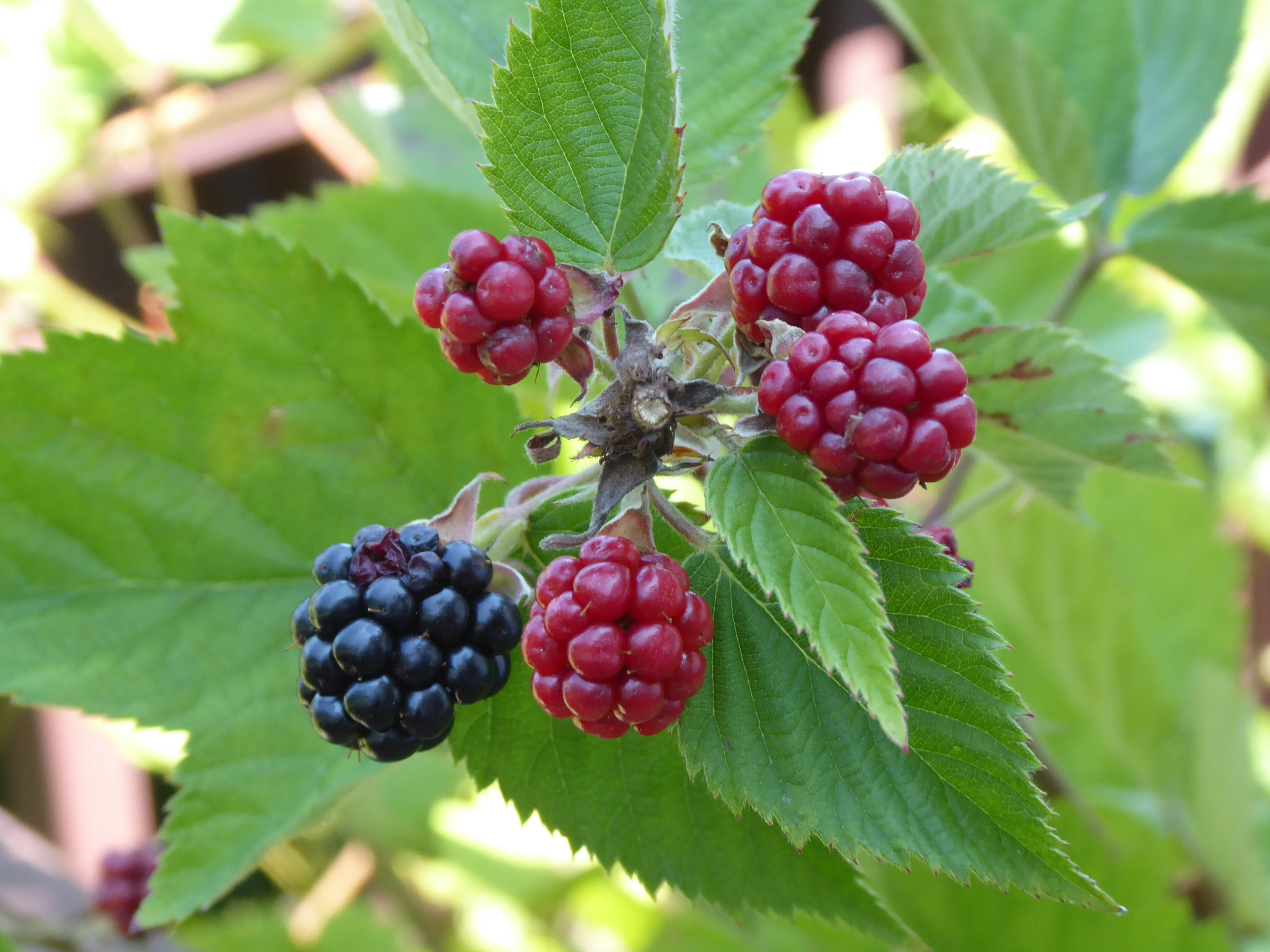 A bunch of berries that are on a tree photo – Free Food Image on Unsplash
