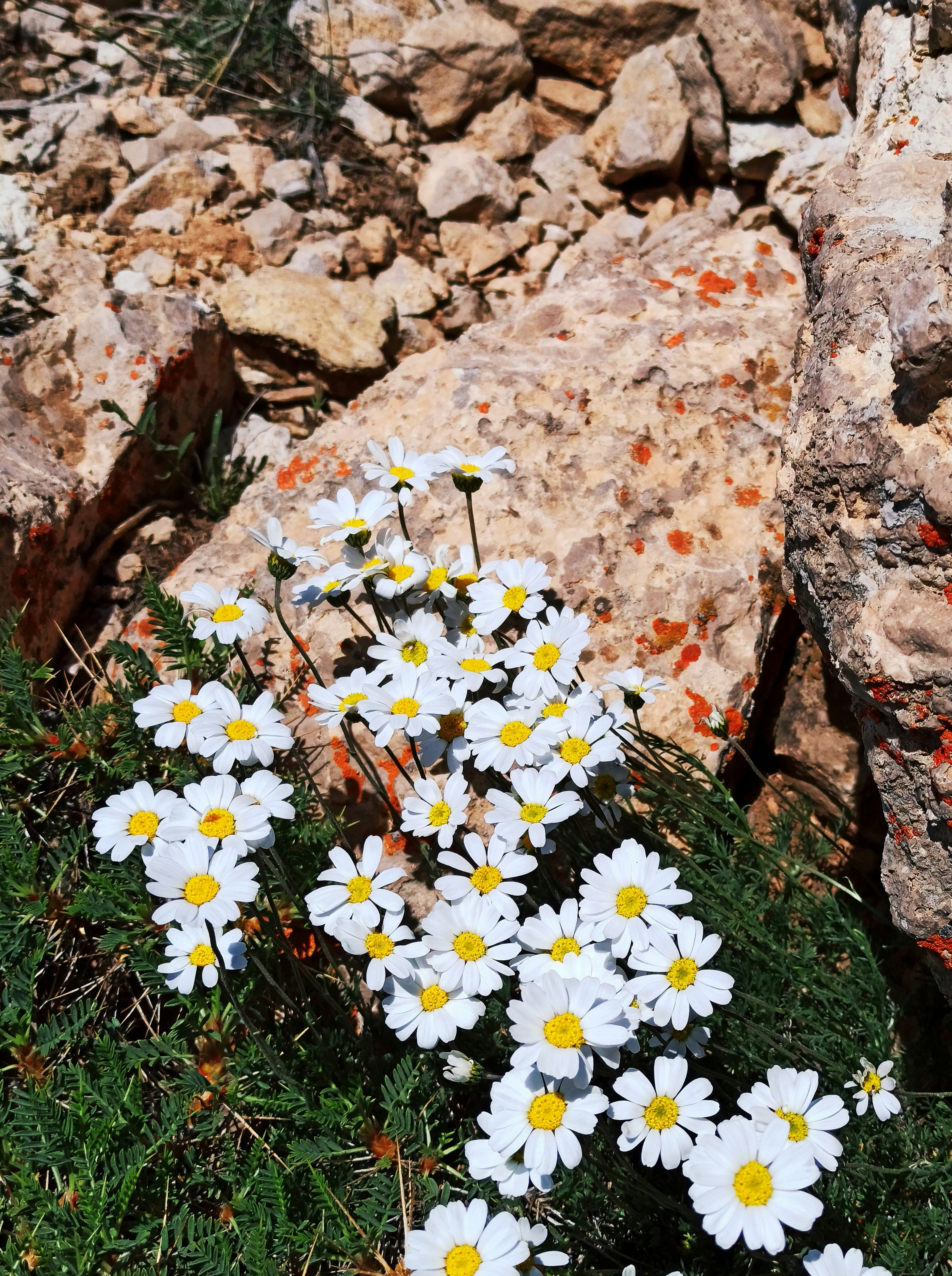 Daisies, these small and delightful blossoms, shine like tiny suns in meadows and gardens. With their white petals and golden centers, they symbolize tranquility and simplicity. Their gentle and pleasant fragrance soothes the soul, and gazing at them brings moments of beauty and tenderness. Daisies, with their unpretentious and simple nature, always remind us that beauty lies in simplicity and that sometimes, the smallest things can bring the greatest joys to our lives.