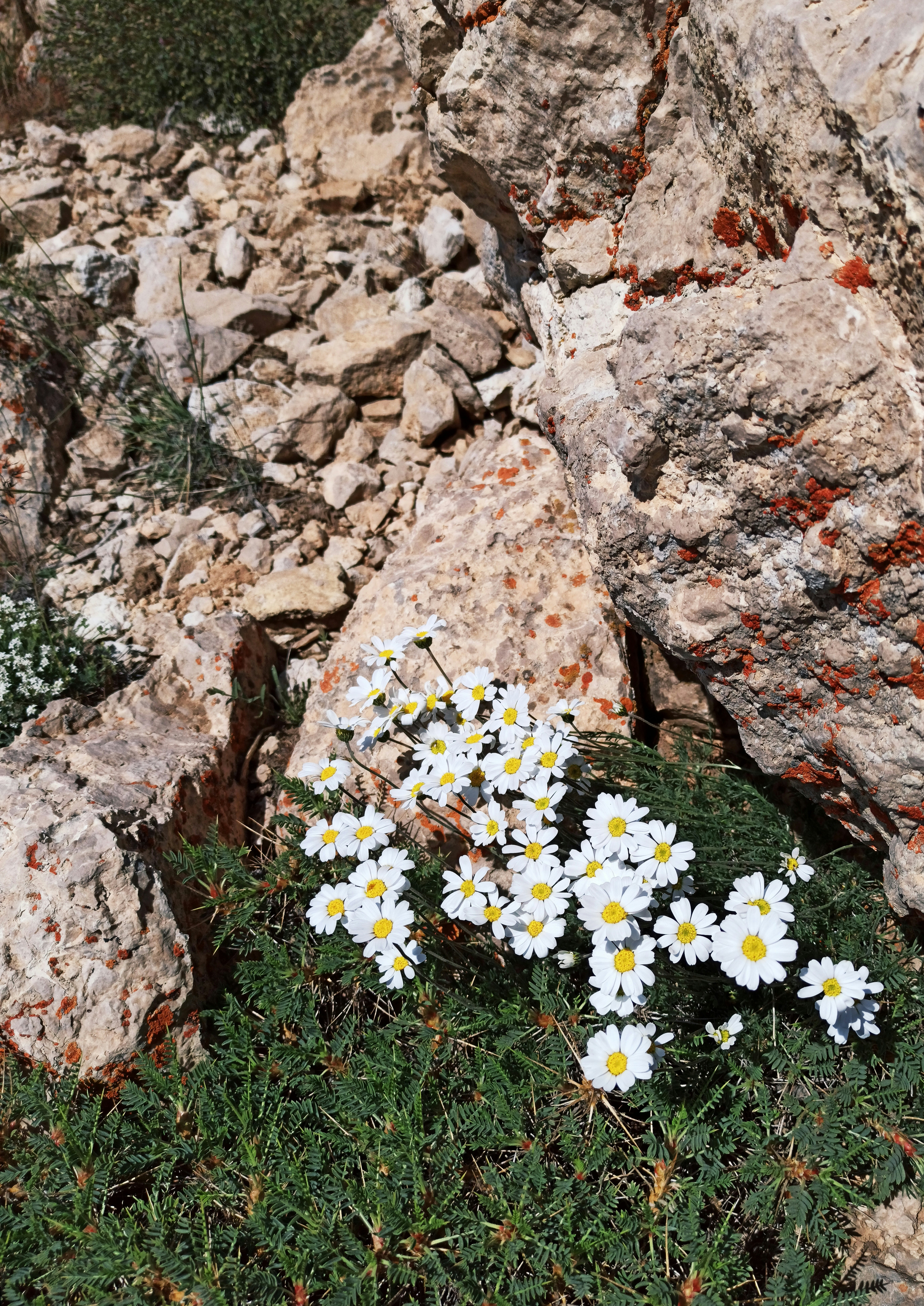 Rocky Foothill Bloom: White Daisies at the Base of Sunlit Stones