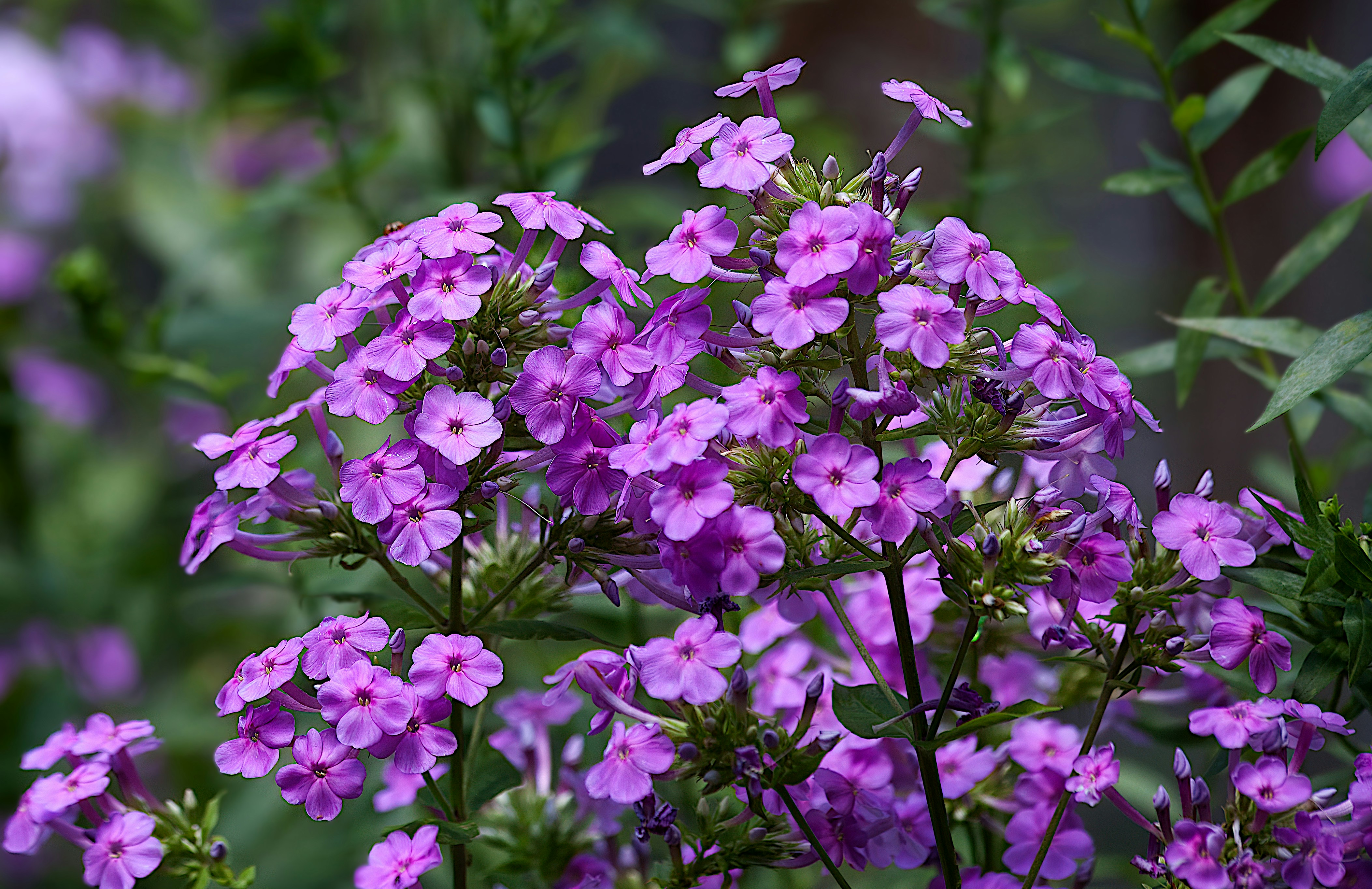 A bunch of purple flowers in a garden photo – Free Southern indiana ...