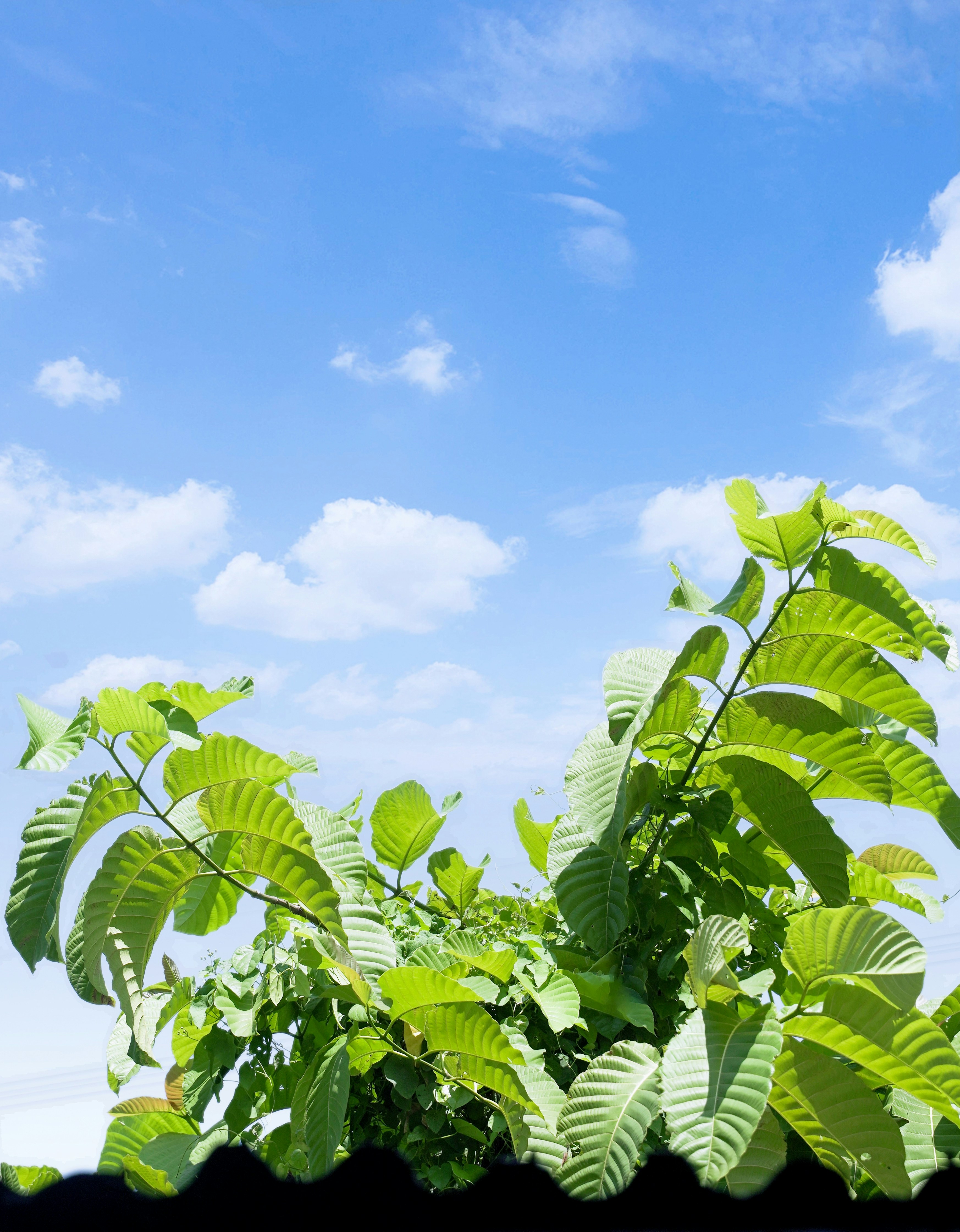 Photo by Puji Nugroho with Sony Alpha 7C