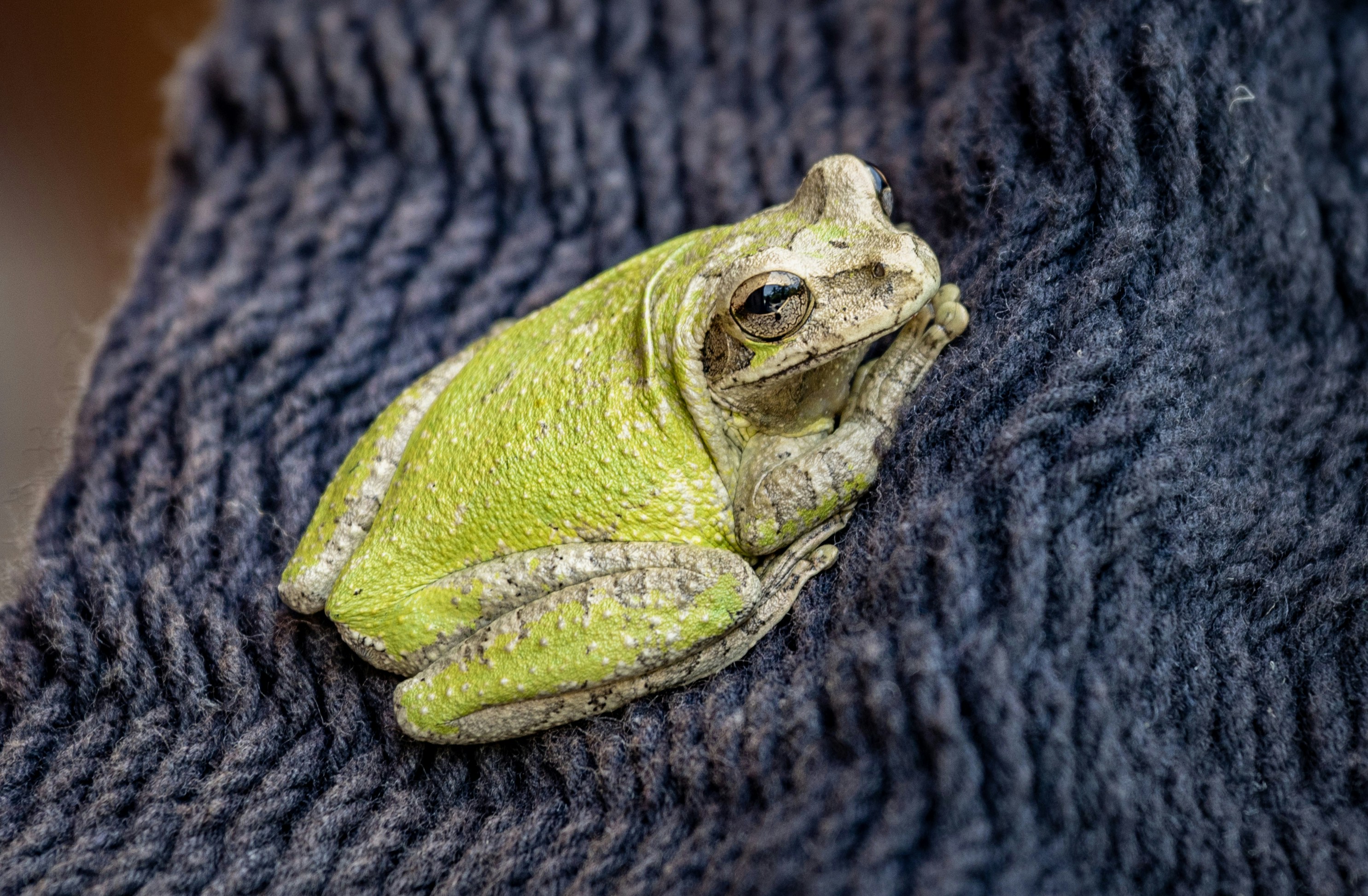 Emerald Frog on Indigo Knit: a Close-Up Portrait of Texture and Color