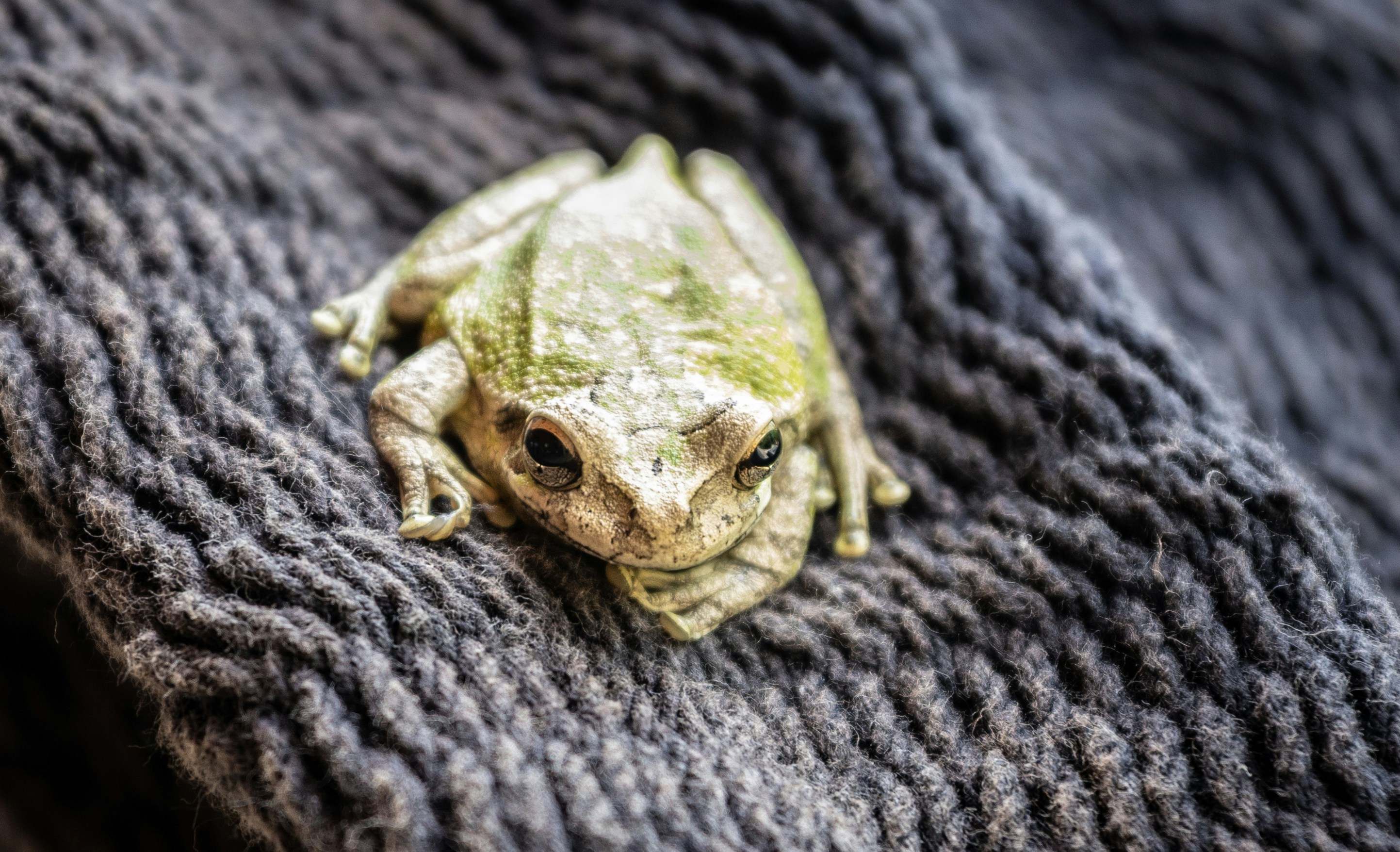 Emerald Tree Frog on Gray Knit: A Macro Moment