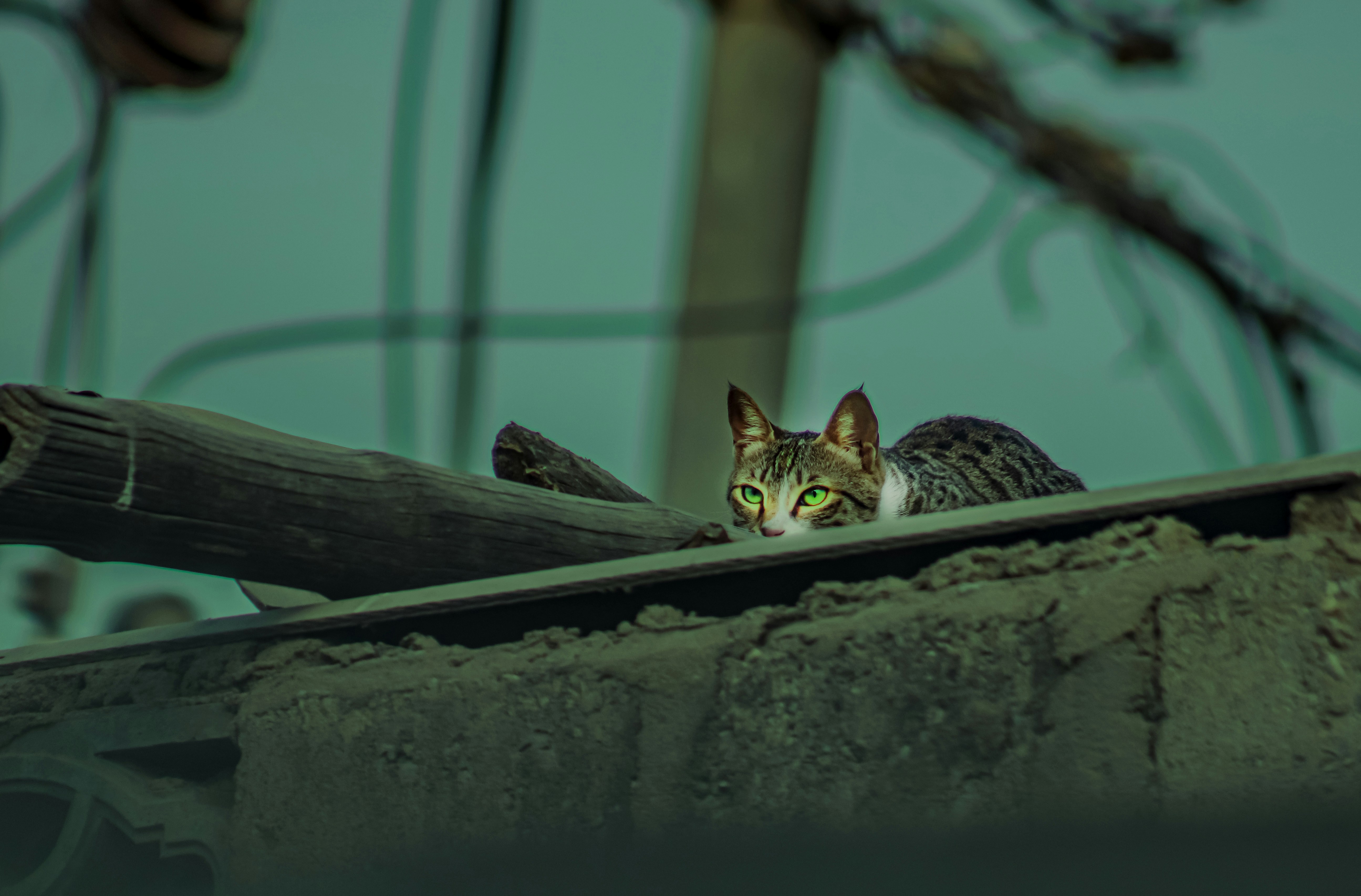 Hidden Observer: A Cat's Gaze from the Roofline