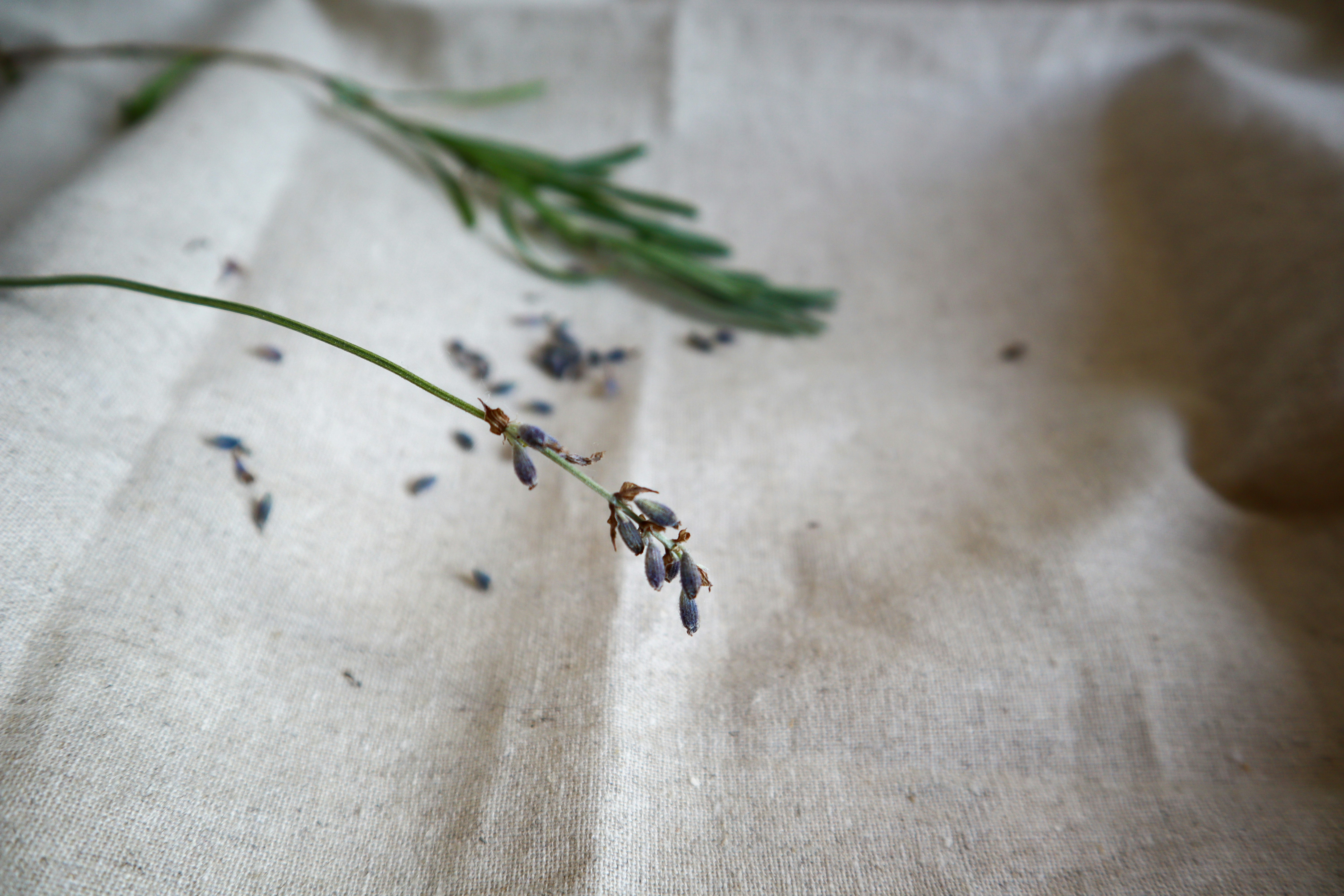 Lavender stem resting on a textured linen backdrop