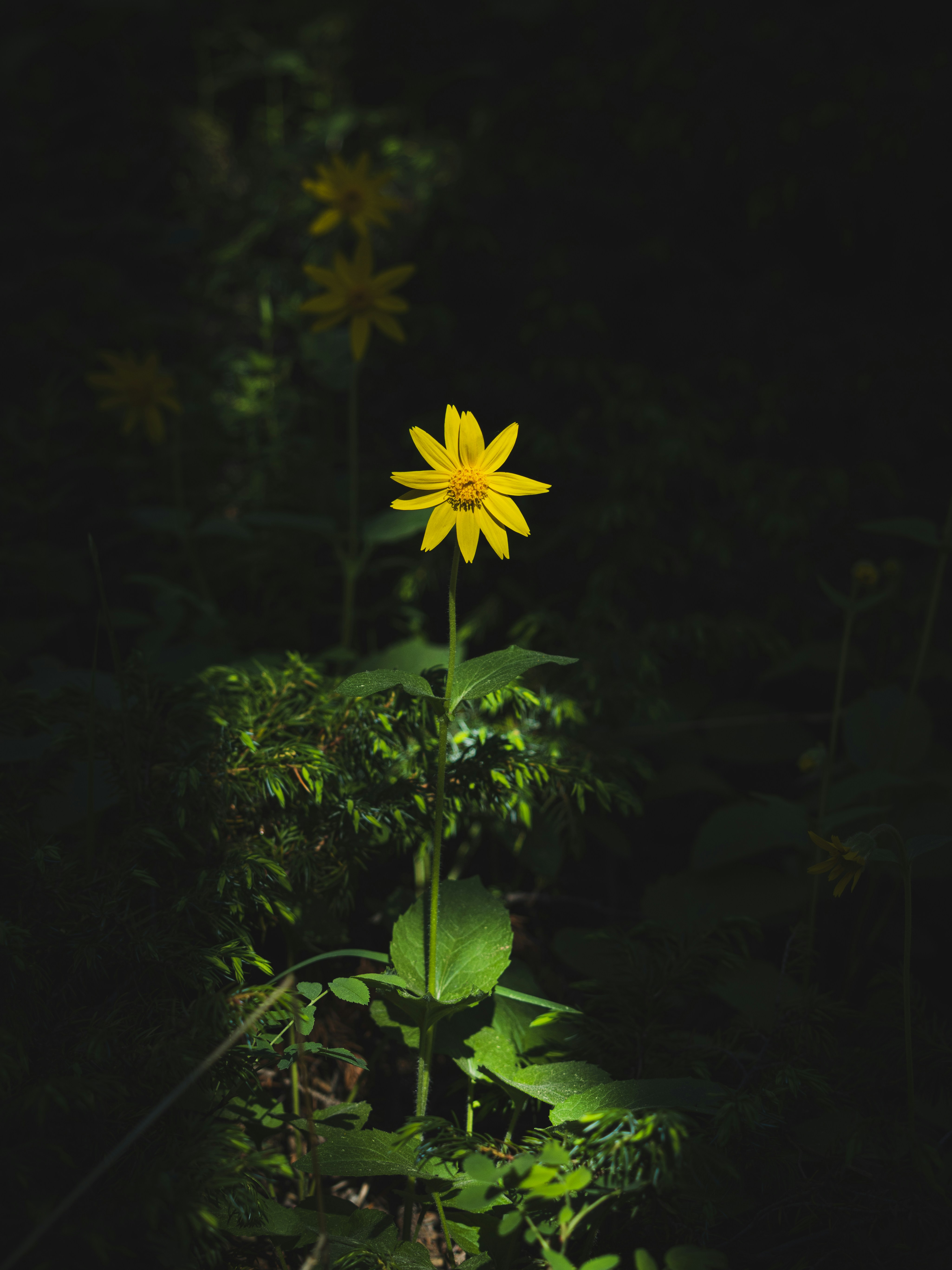 A single bright yellow bloom on a slender stem stands illuminated against a dark, leafy backdrop. The composition highlights the flower as the central focal point.