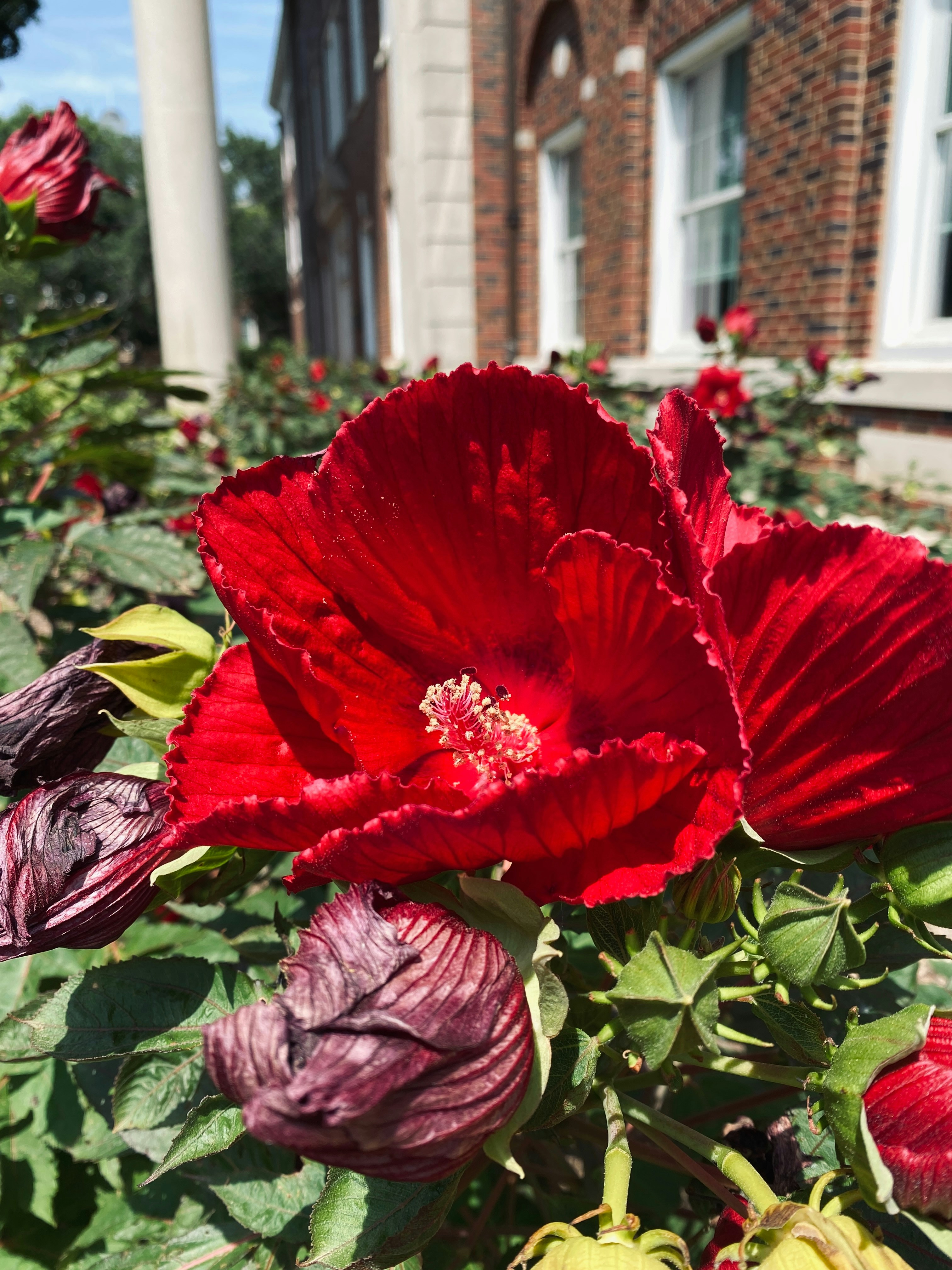 Crimson Hibiscus in Focus: Sunlit Bloom Against a Brick-Front Garden