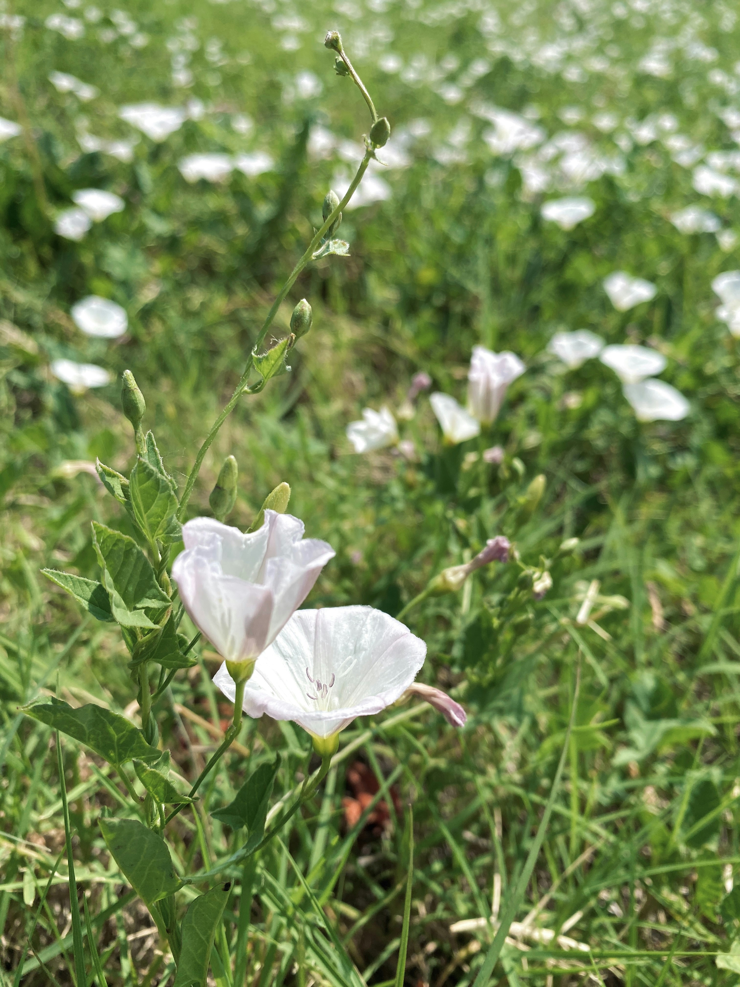 Whispering White Blooms in a Sunlit Meadow