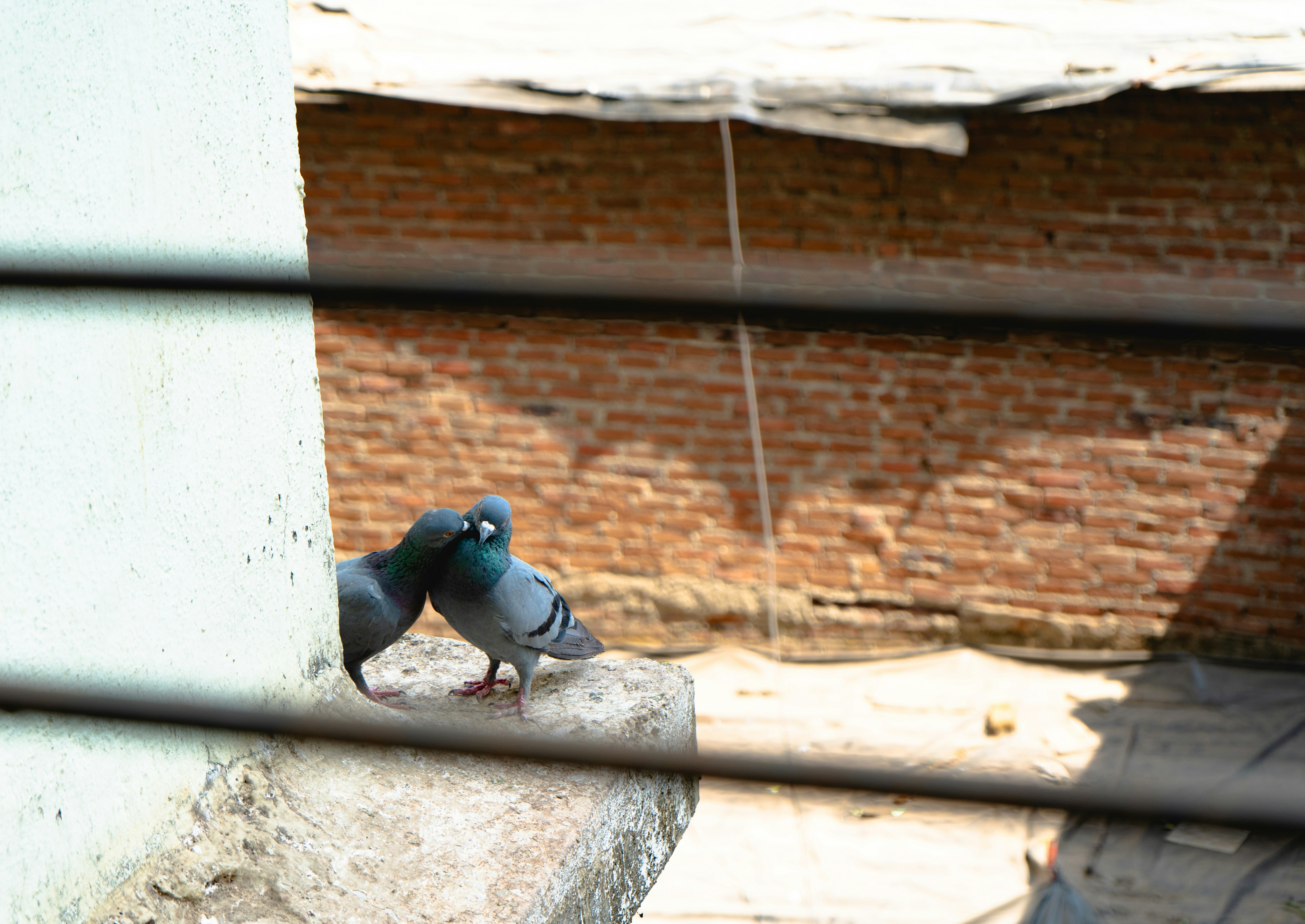 Two blue-gray pigeons on a sunlit ledge beside a brick wall