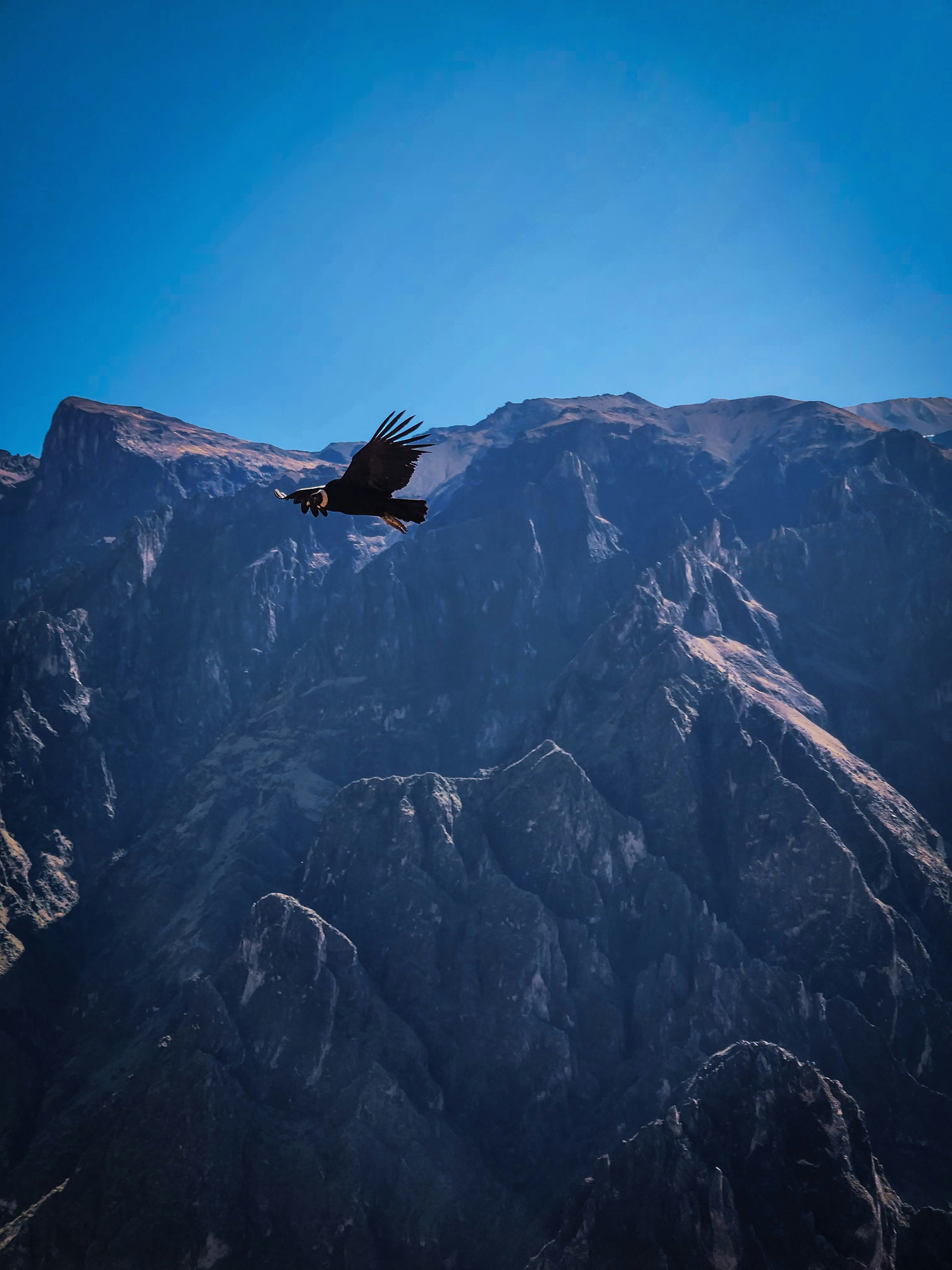 A large bird flying over a mountain range photo – Free Colca canyon ...