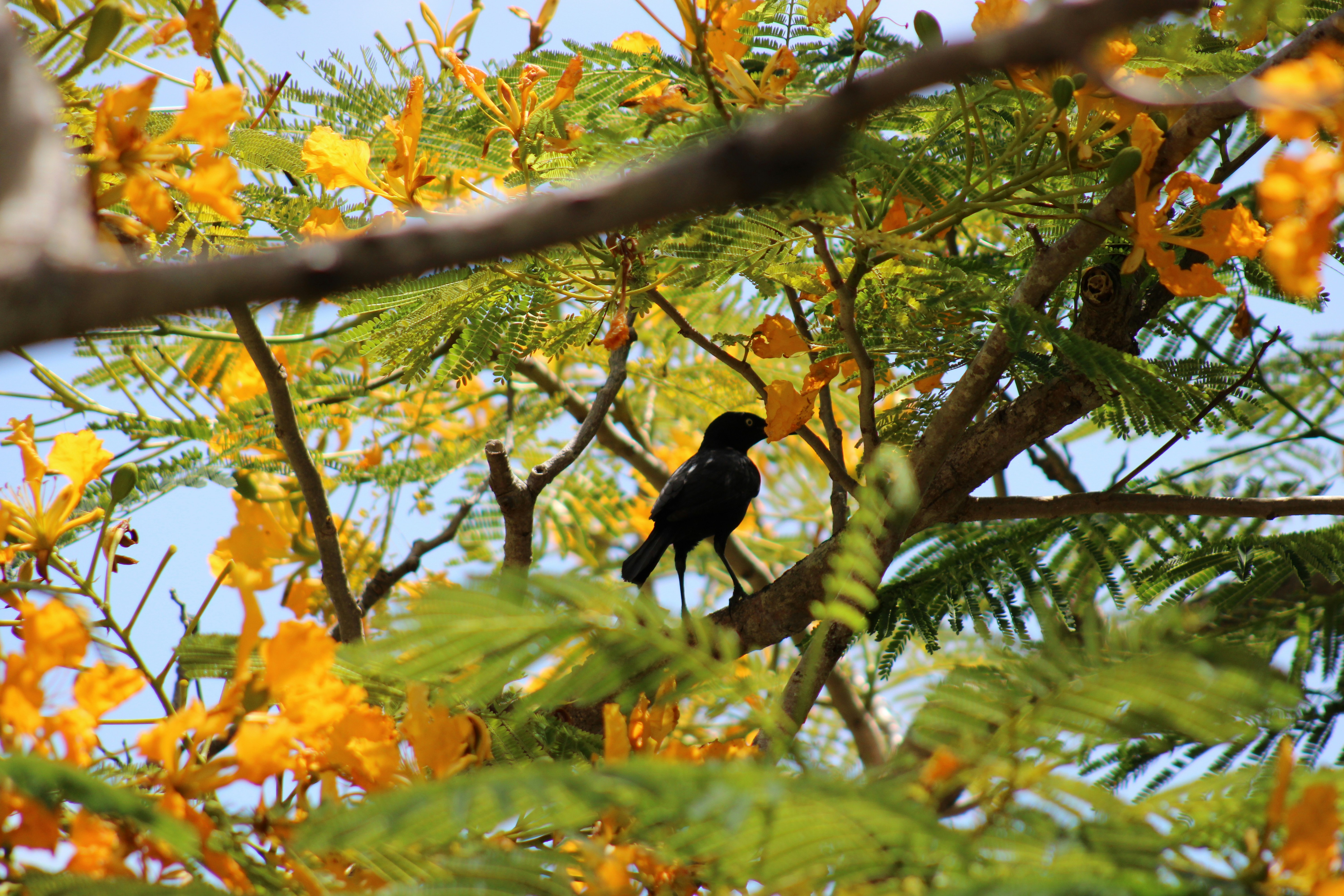 Black Bird Perched Among a Burst of Golden Blossoms