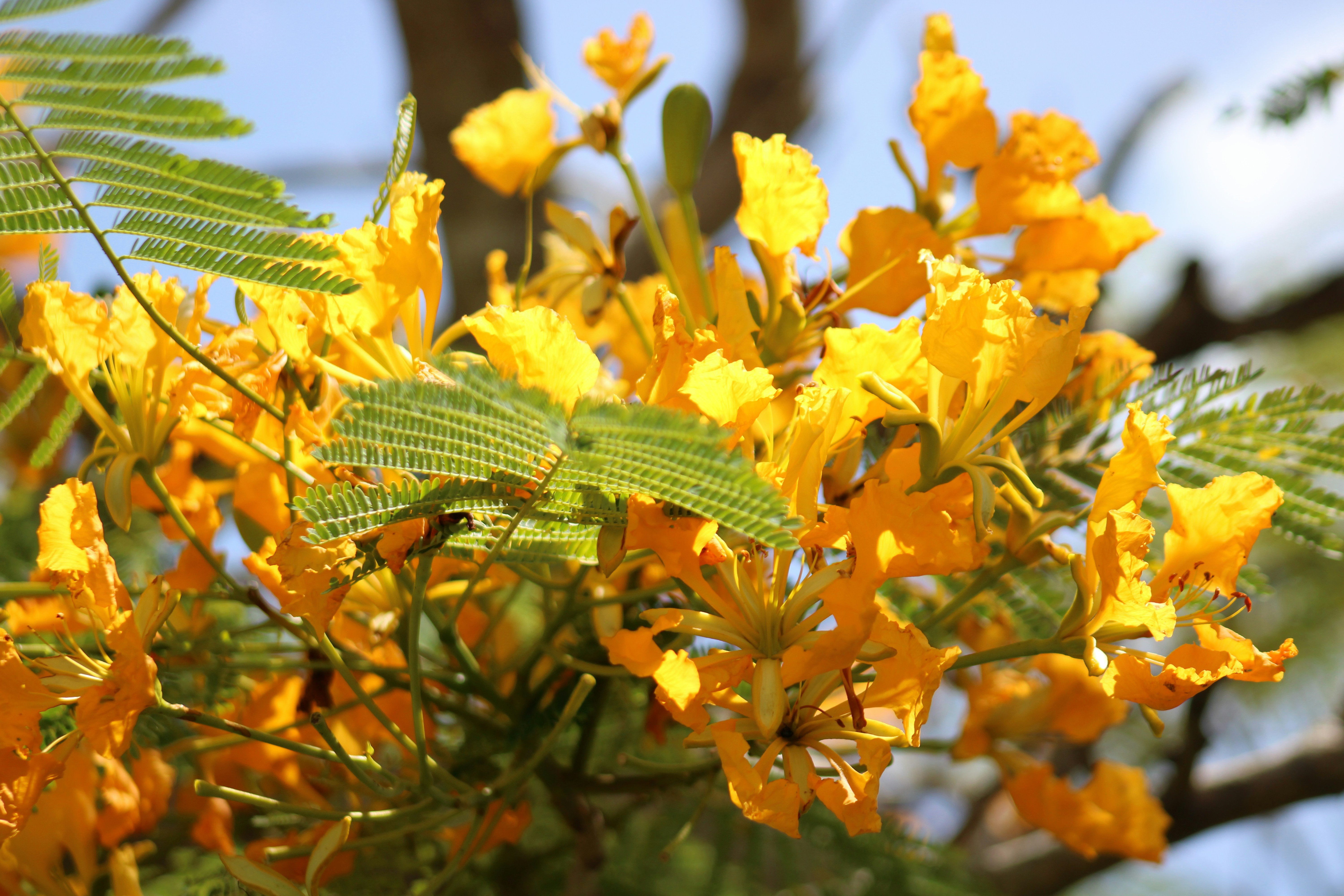 A bunch of yellow flowers on a tree photo – Free Flowers Image on Unsplash