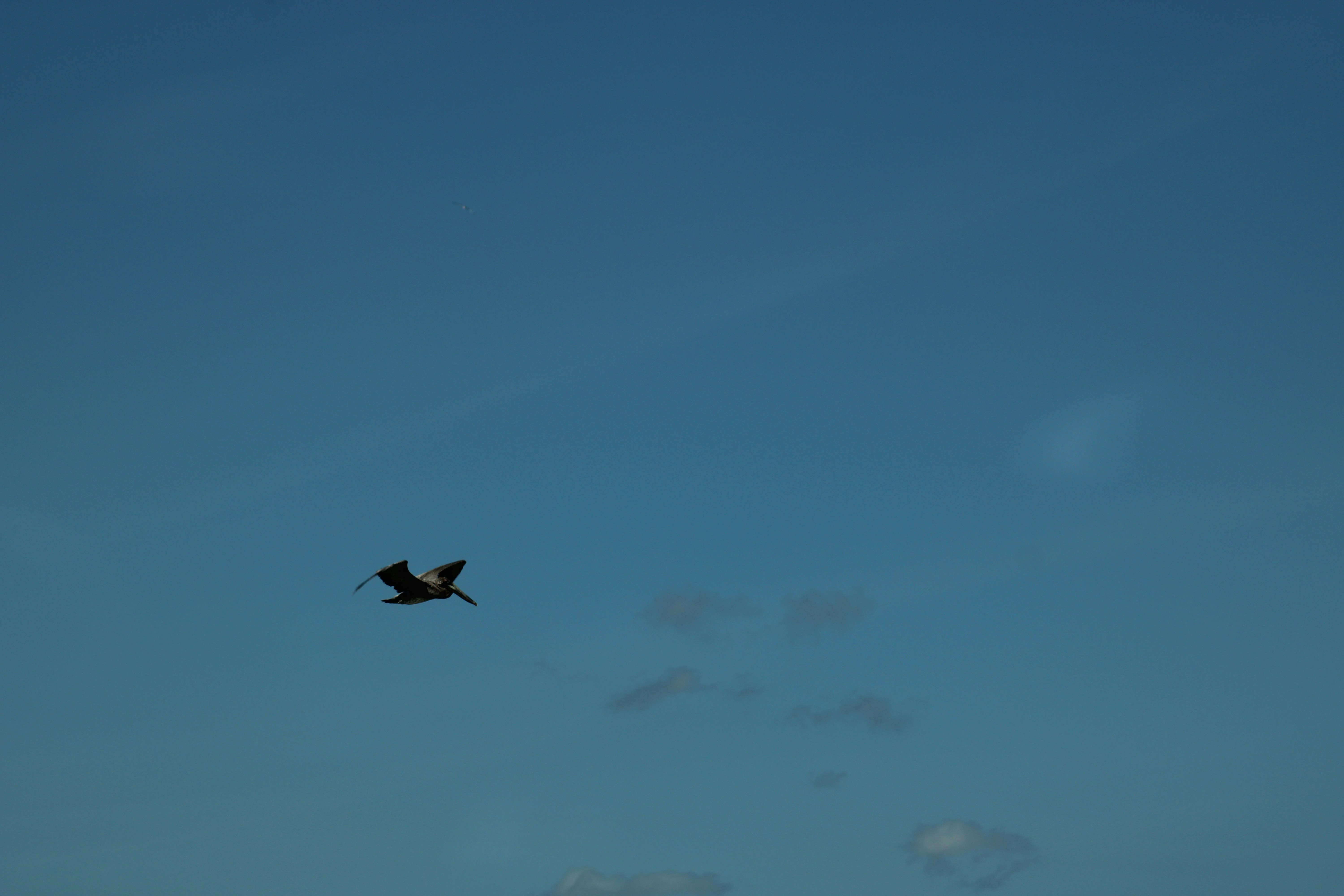 A bird flying high up in the sky photo – Free Beach Image on Unsplash