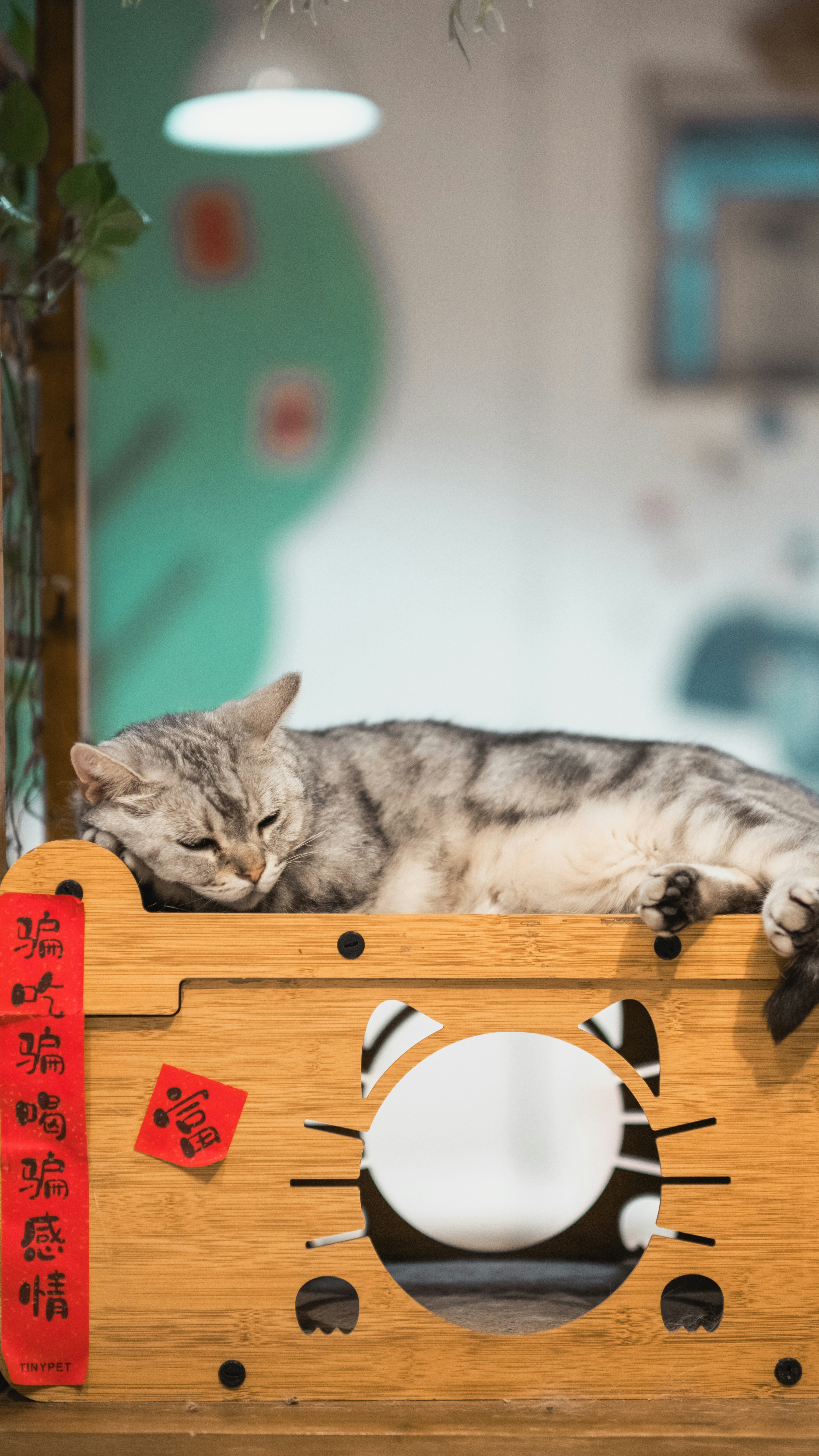 Grey Tabby Reposes on a Wooden Cat Condo with Whiskered Cutouts