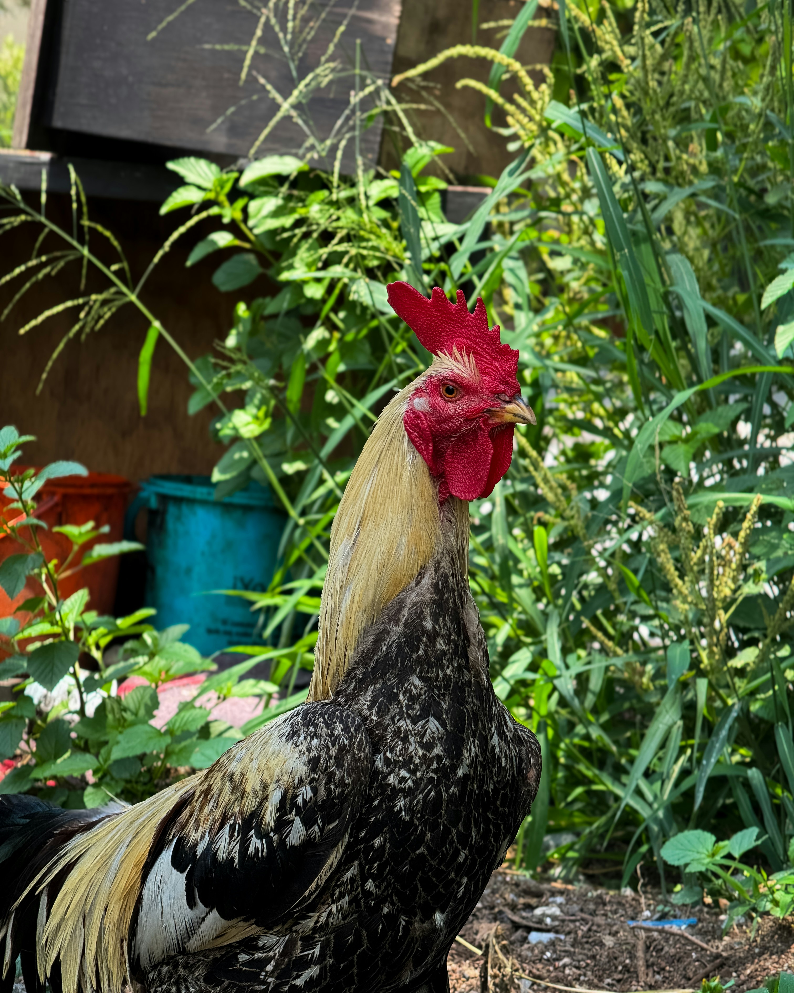 Crested in the Green: A Rooster Portrait in a Sunlit Garden