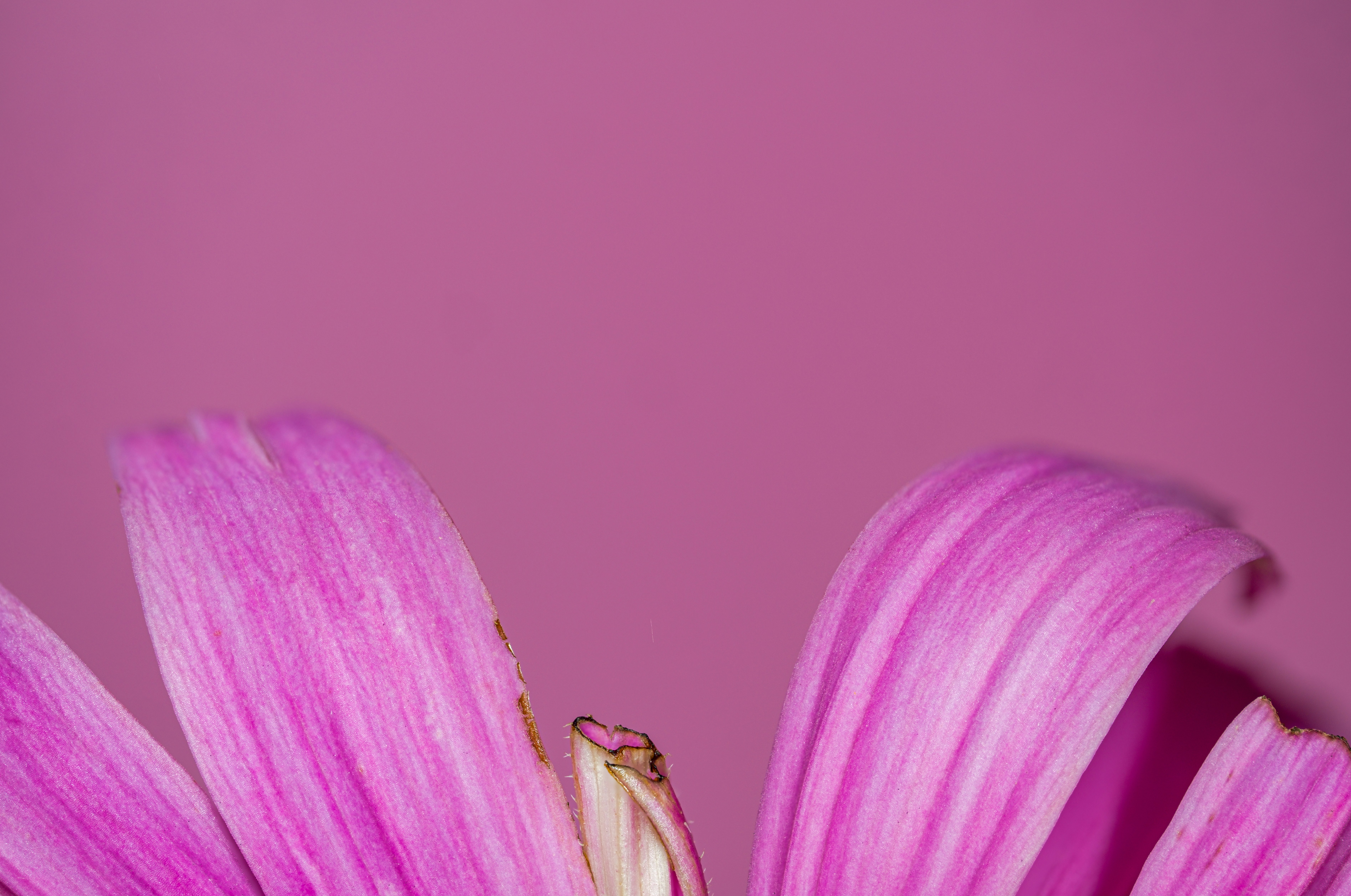 Close-up of vibrant pink flower petals against a matching plum background.