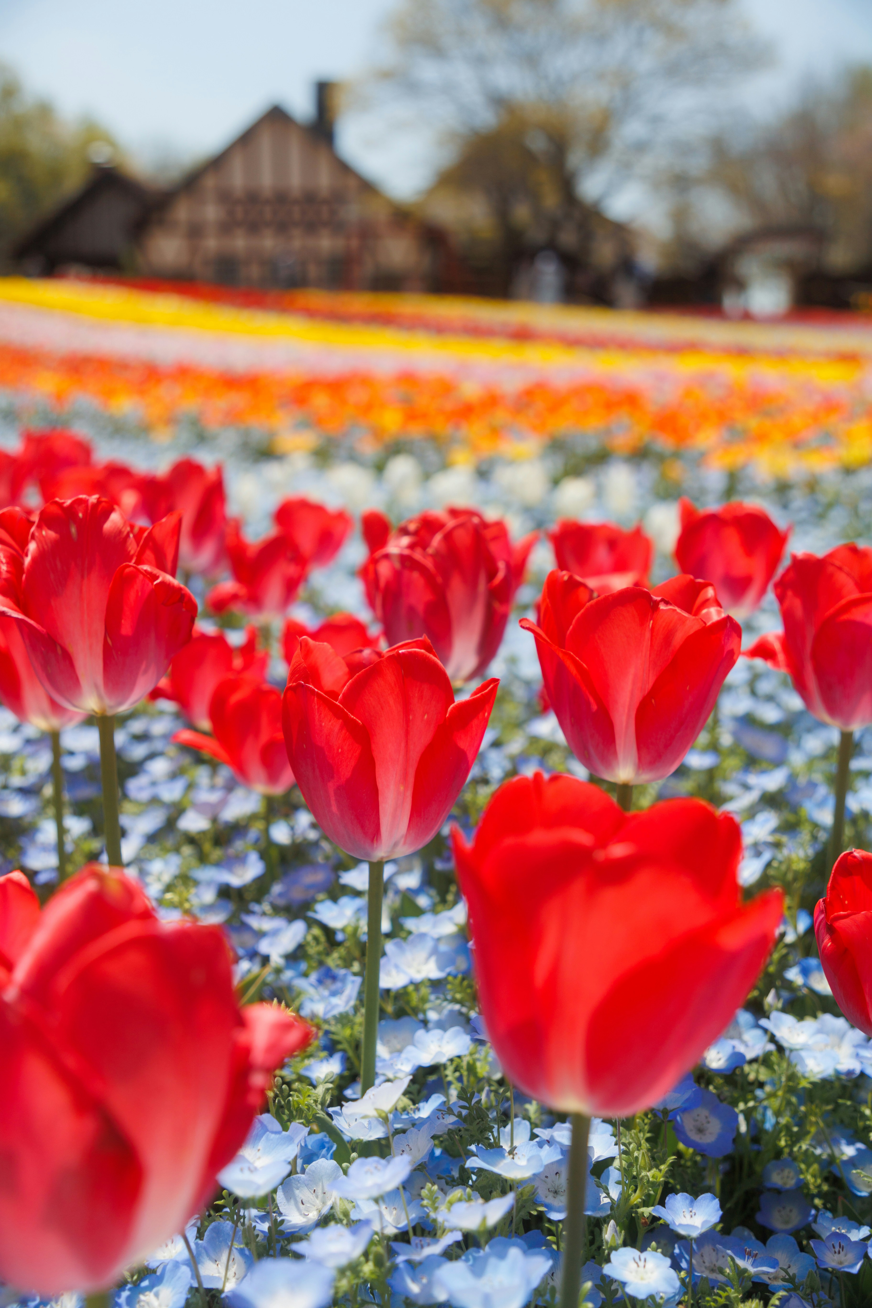 Scarlet Tulips Framing a Timbered Cottage in Spring Light