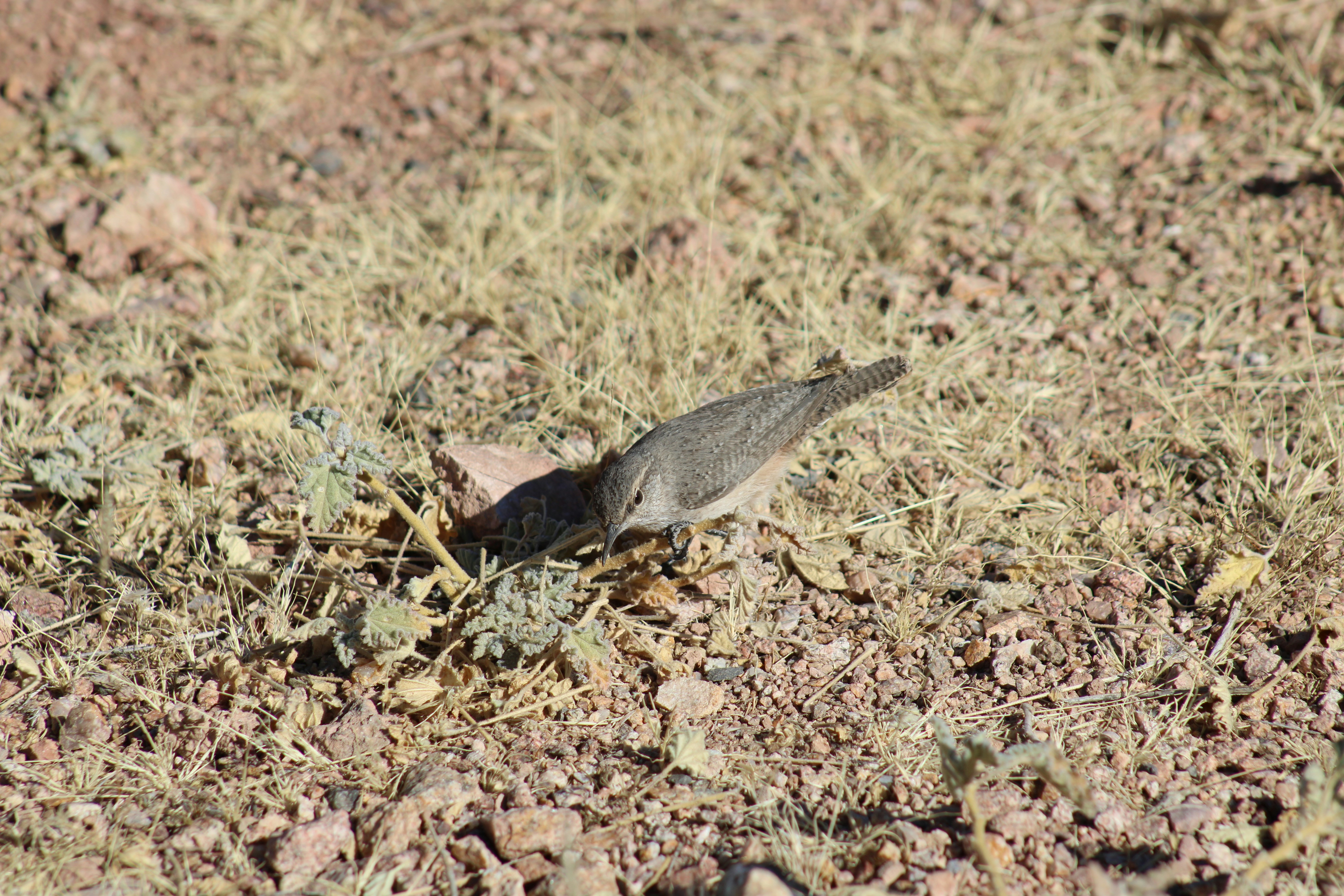 Desert Grey: A Ground-Dwelling Bird Across Sunbaked Gravel